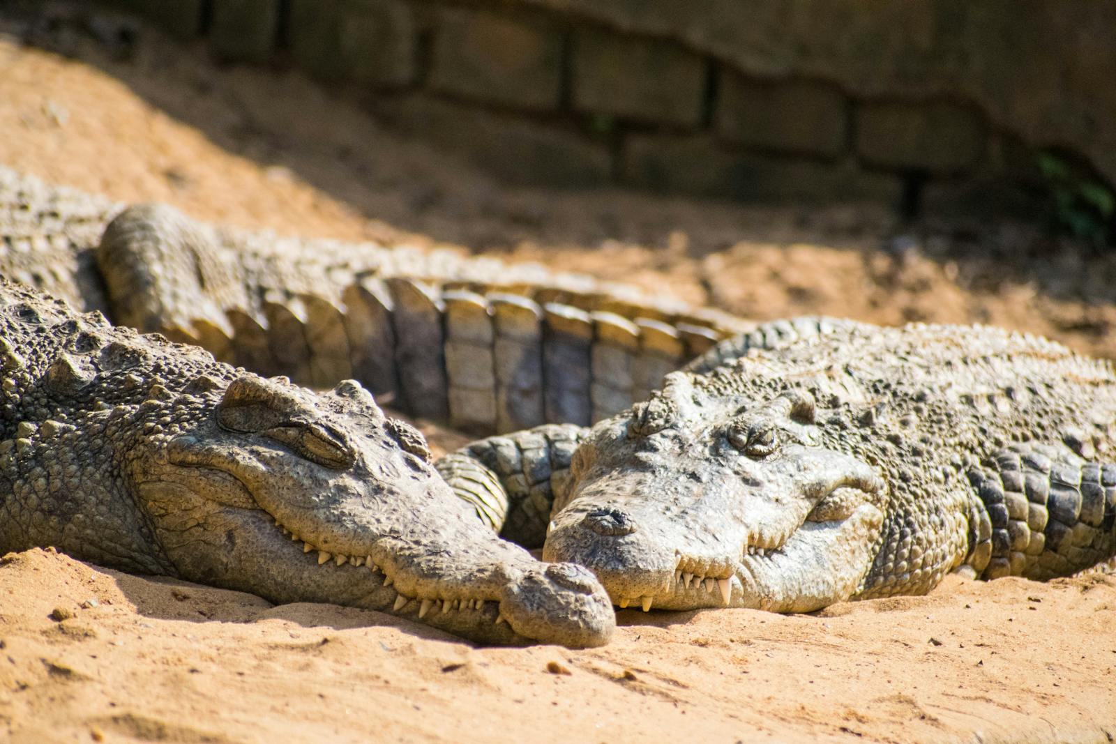 Nile Crocodiles Photos, Download The BEST Free Nile Crocodiles Stock ...