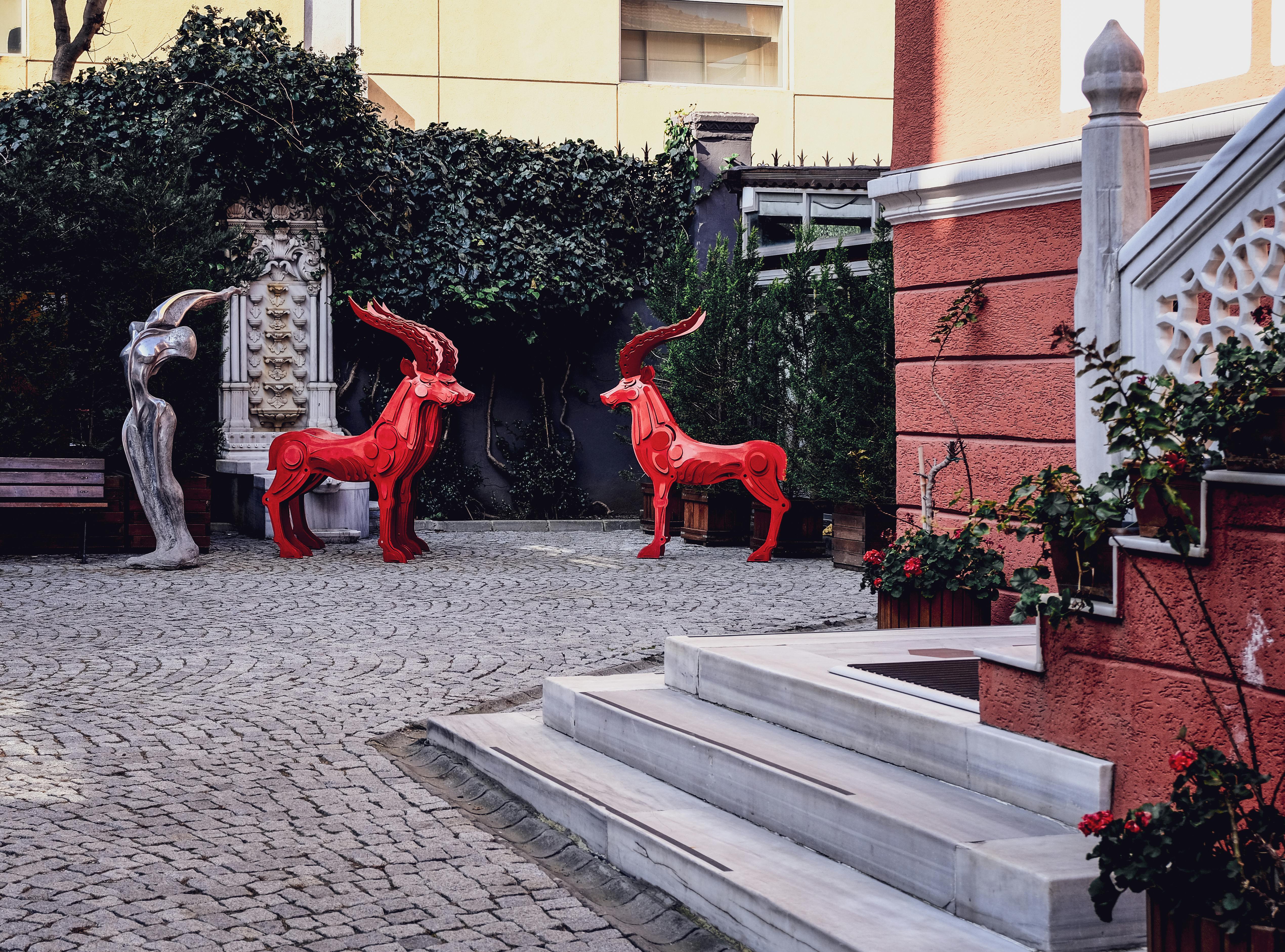 Kalahari Red Goat Photos, Download The BEST Free Kalahari Red Goat ...