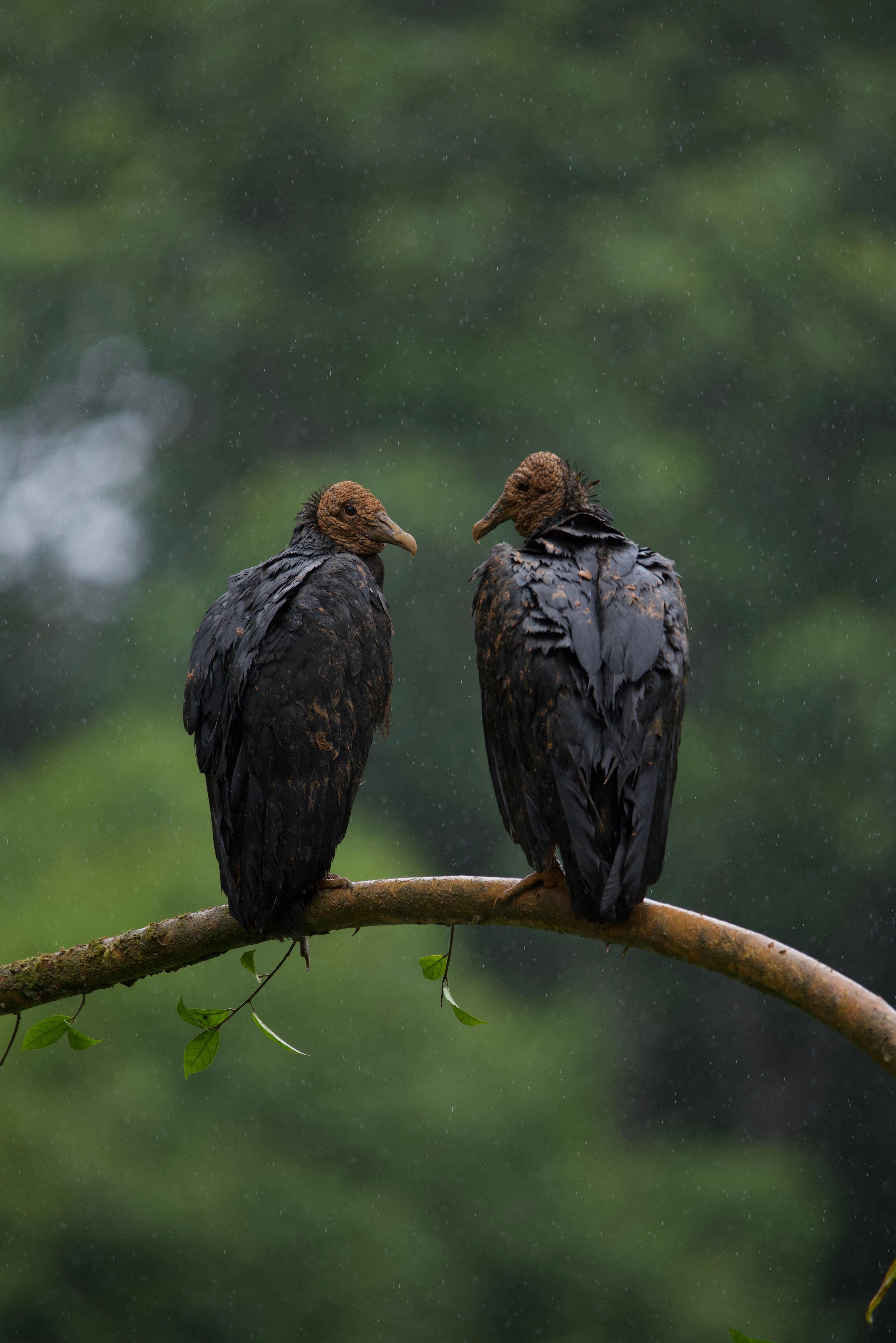 Vultures Sitting on Branch in Nature · Free Stock Photo
