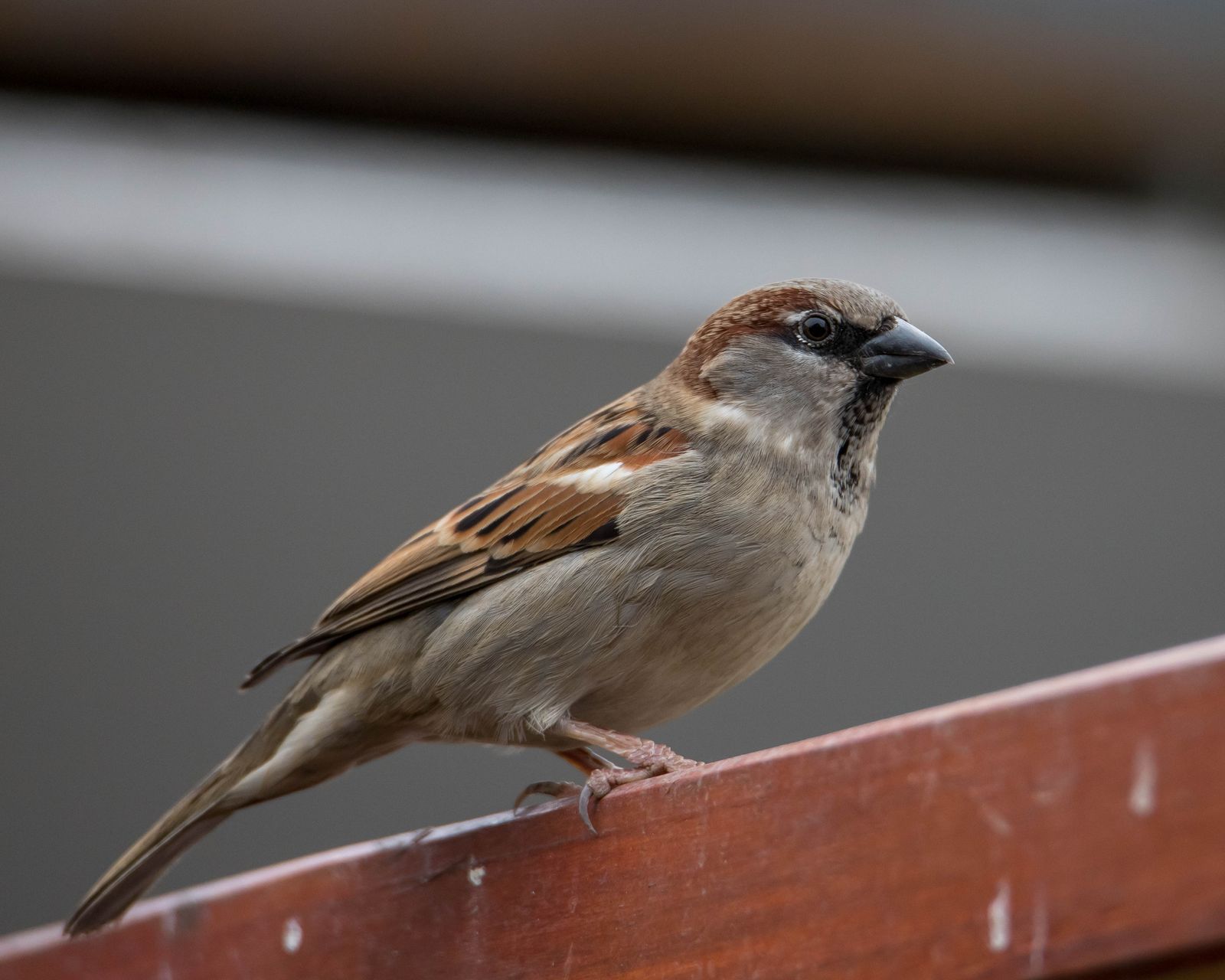Jawa Sparrow Photos, Download The BEST Free Jawa Sparrow Stock Photos ...