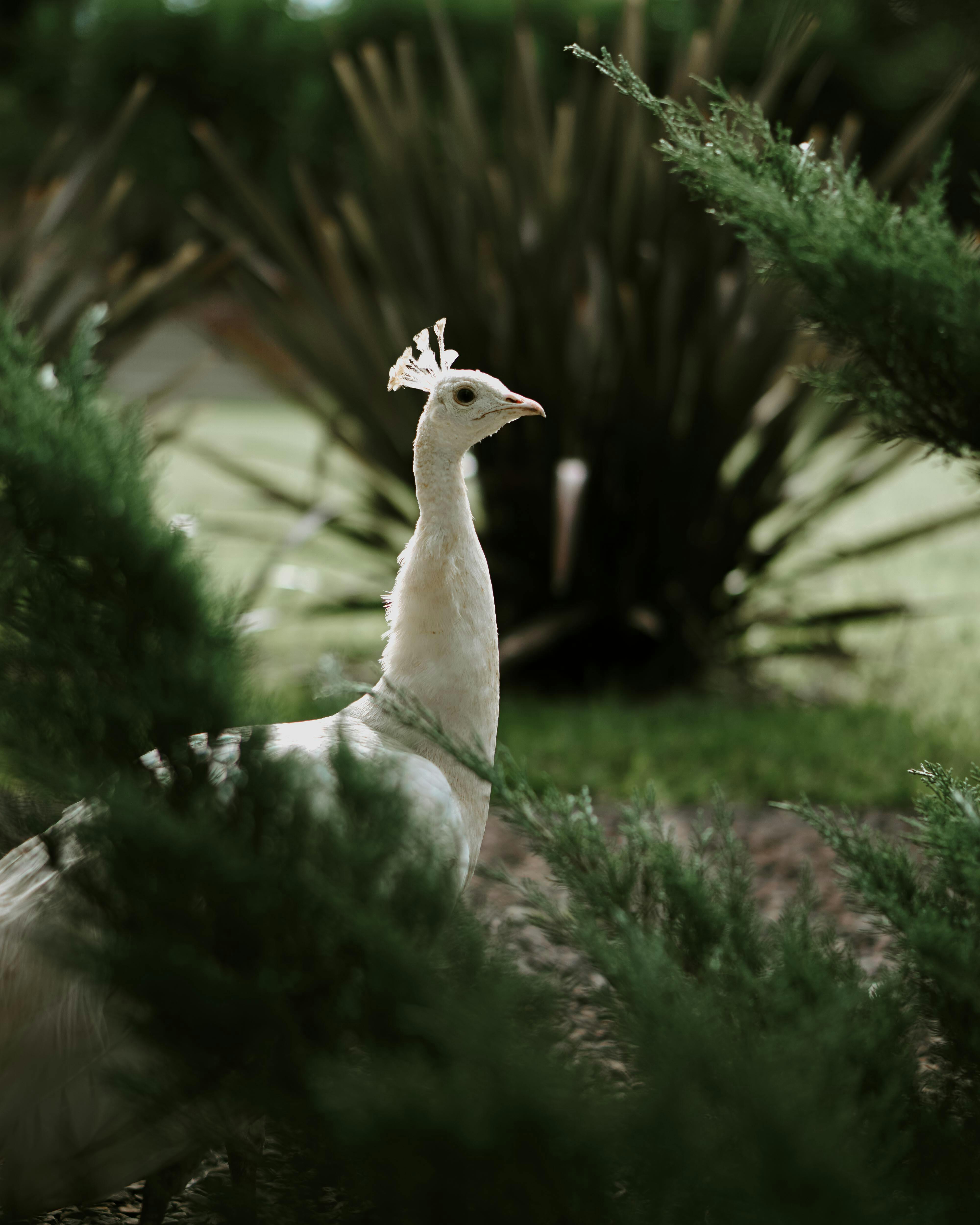 Pajaro Photos, Download The BEST Free Pajaro Stock Photos & HD Images