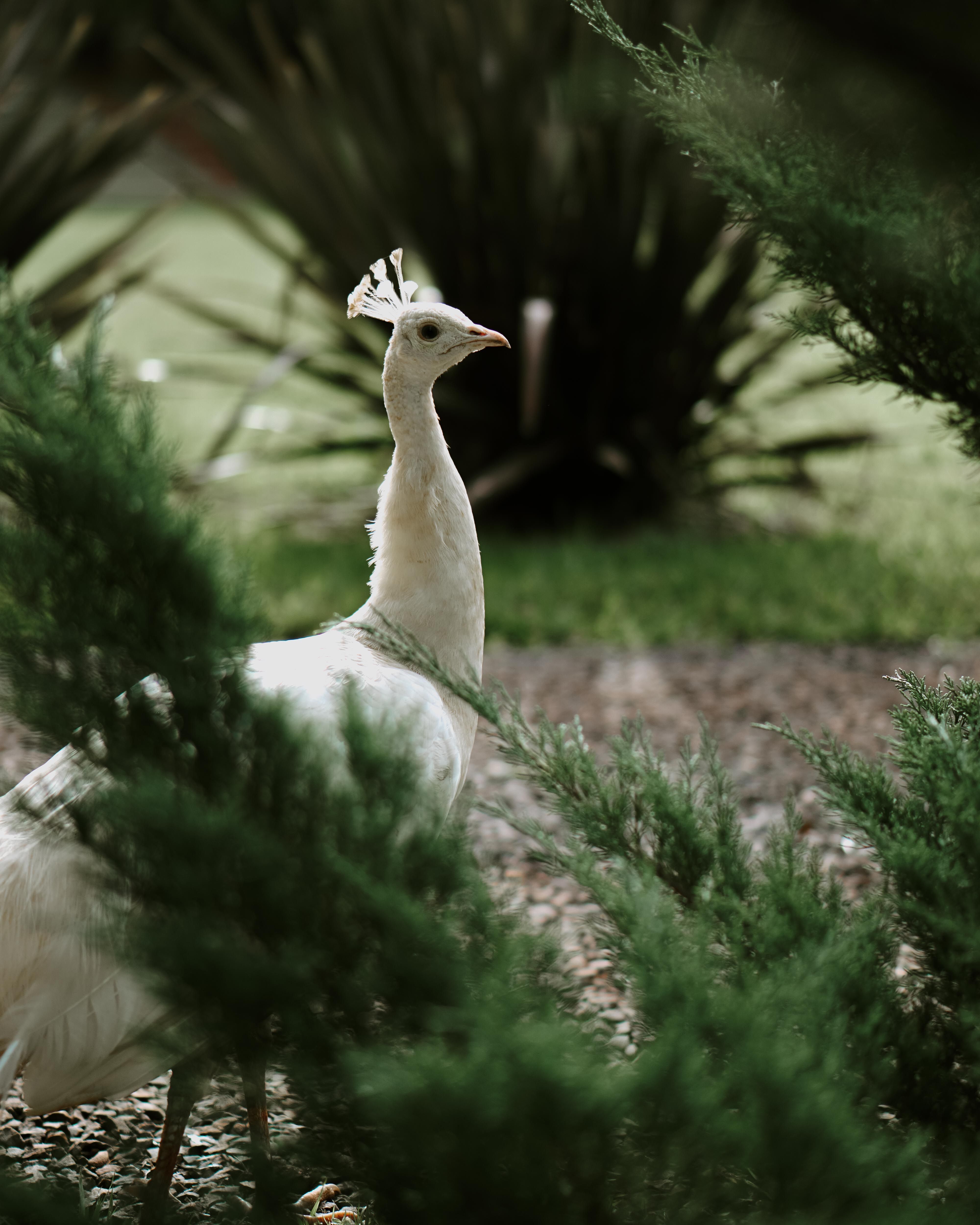 Pájaro Gallina Photos, Download The BEST Free Pájaro Gallina Stock ...