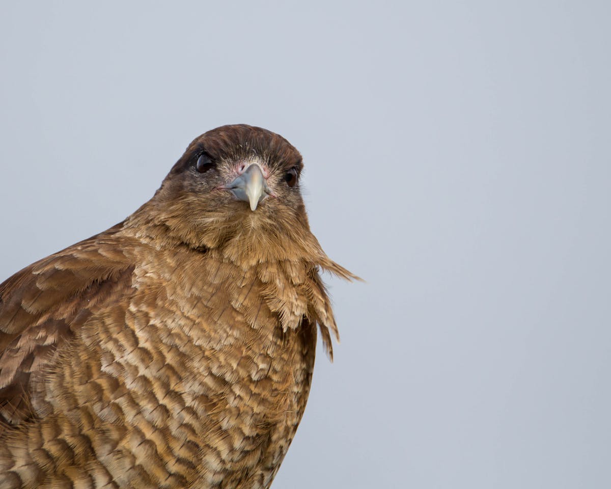 Hawk Portrait Photos, Download The BEST Free Hawk Portrait Stock Photos ...
