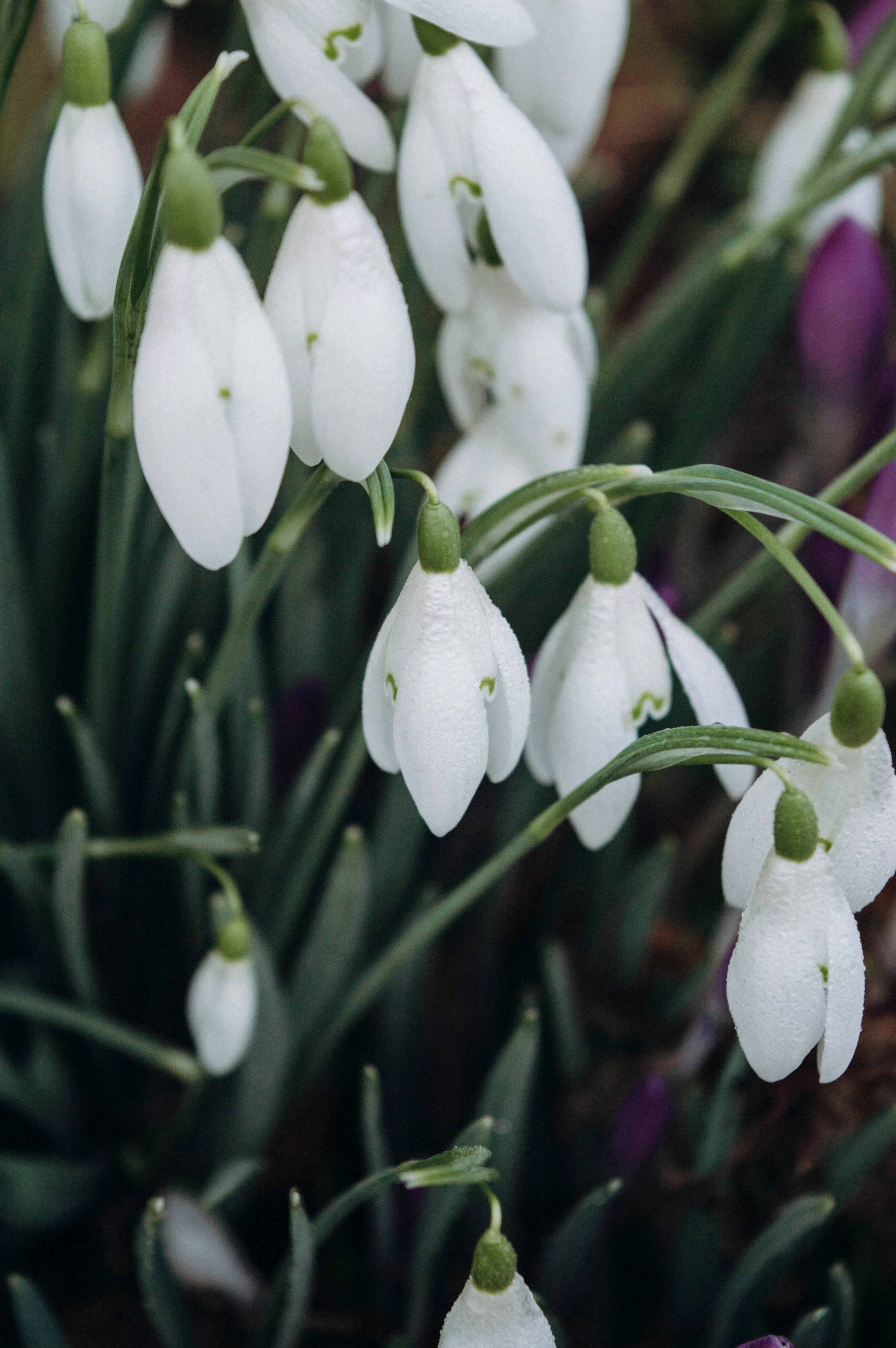 Snowdrops in Close Up · Free Stock Photo