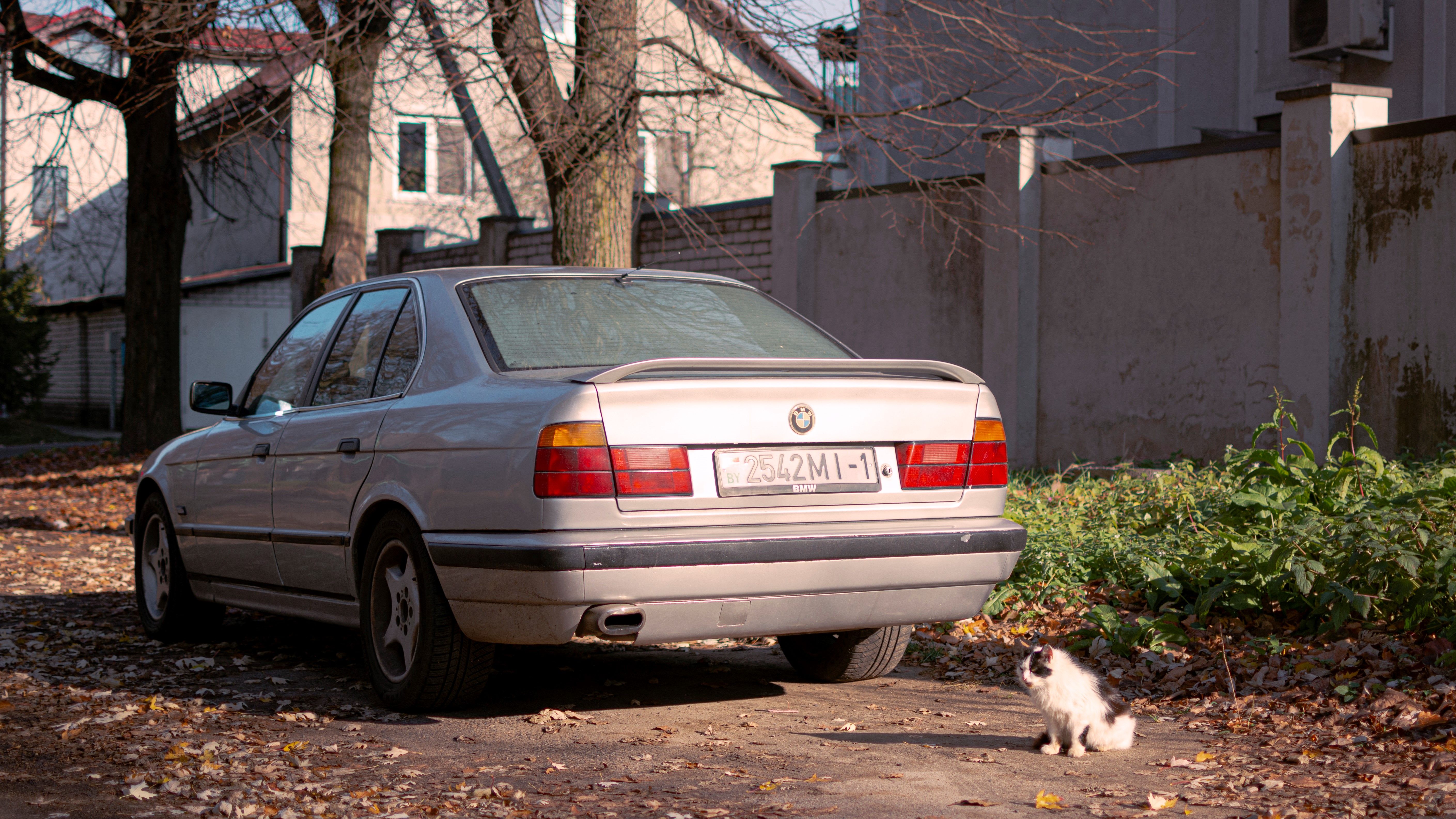 Cat behind Parked Old BMW · Free Stock Photo