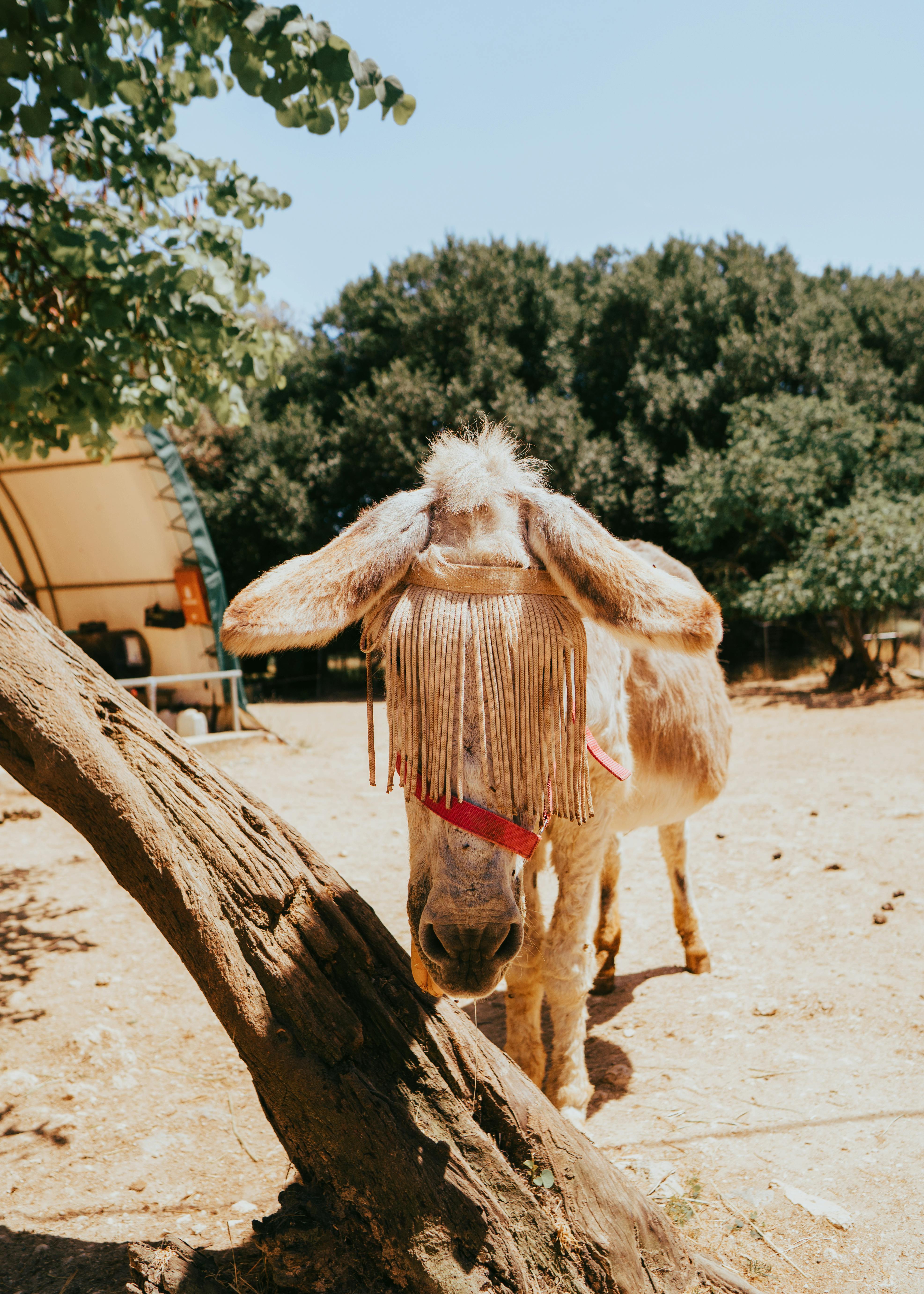 White Donkey near Tree · Free Stock Photo
