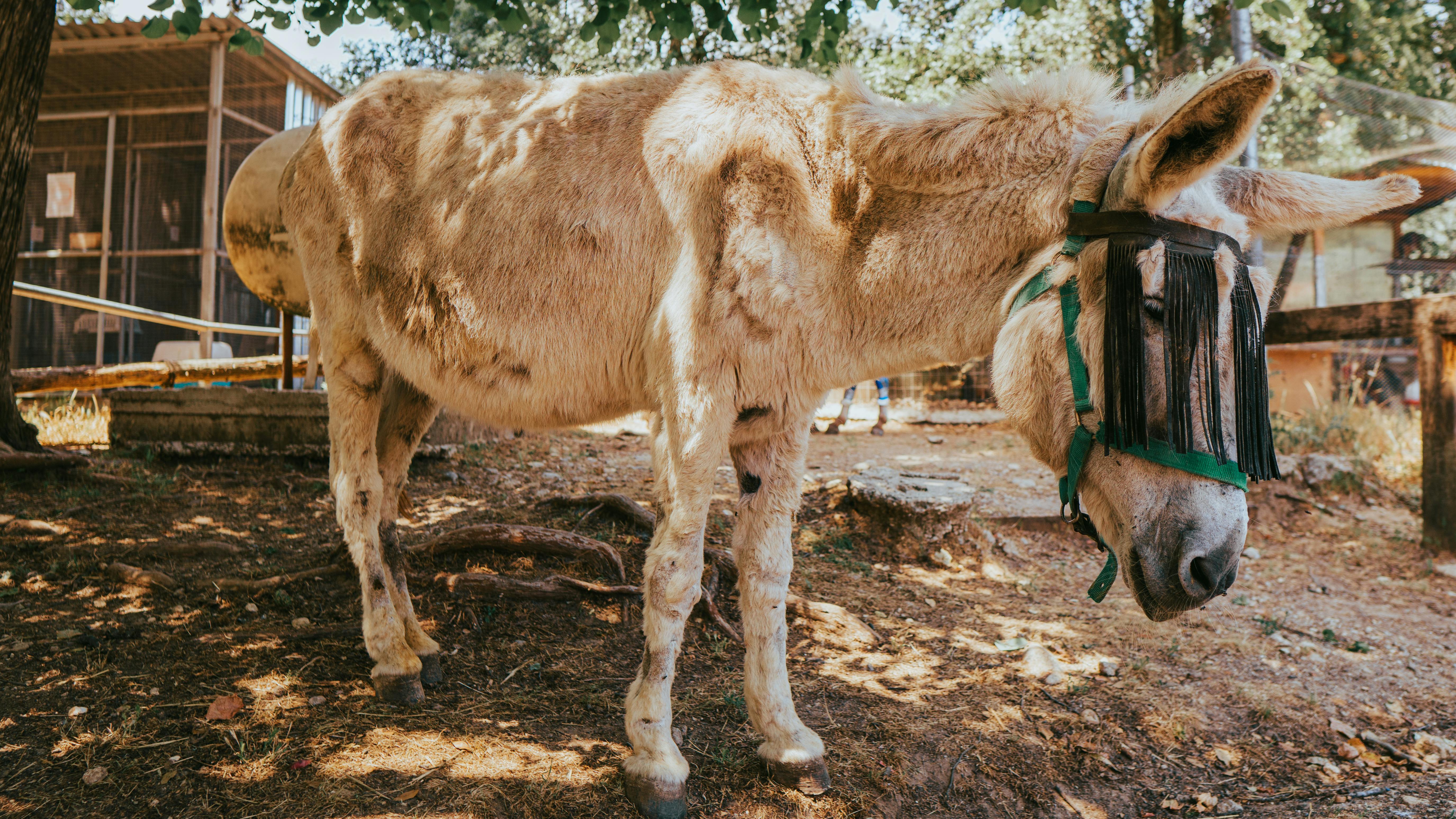 Donkey resting in the shadow · Free Stock Photo