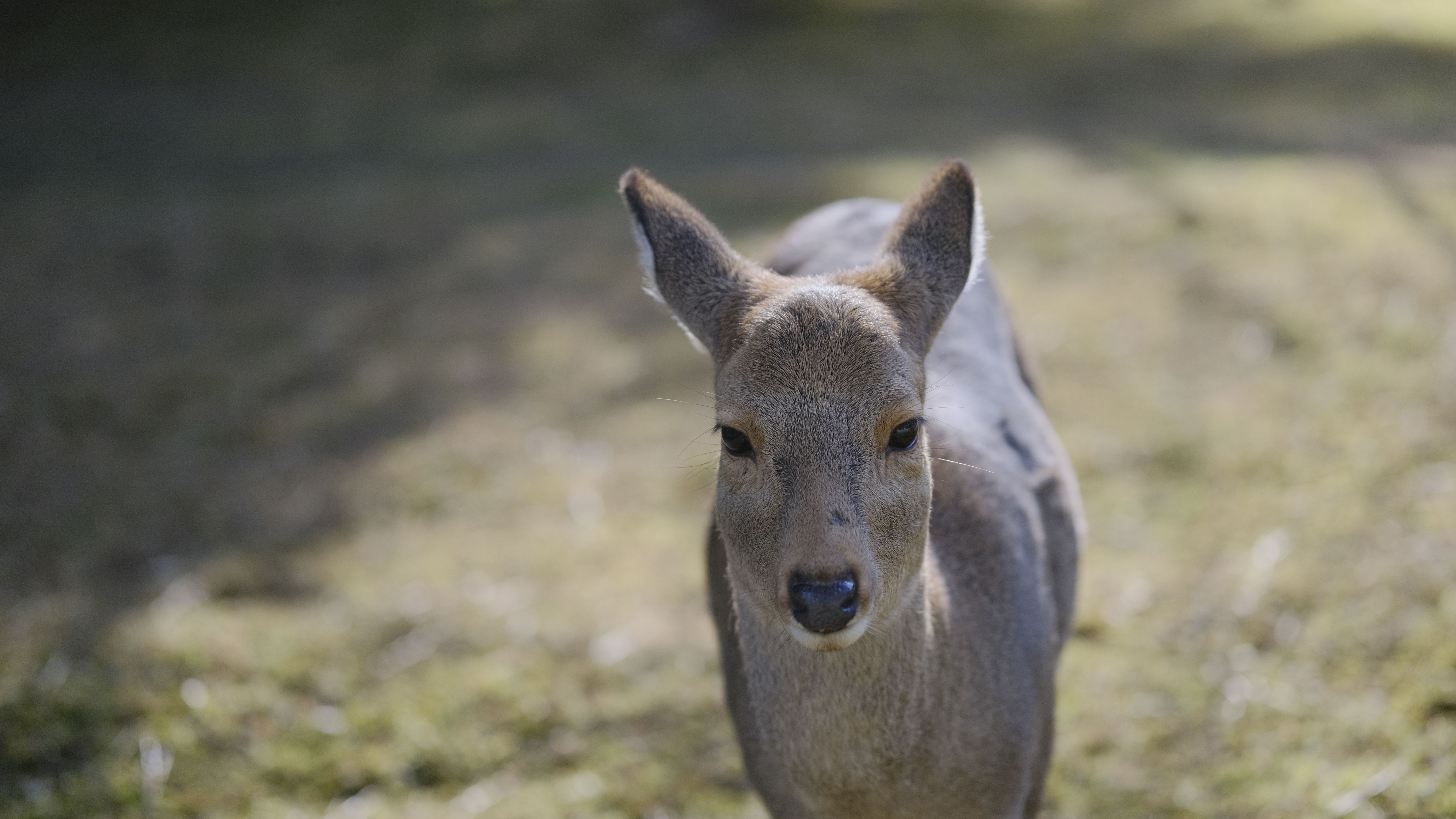 Poem Deer Photos, Download The BEST Free Poem Deer Stock Photos & HD Images