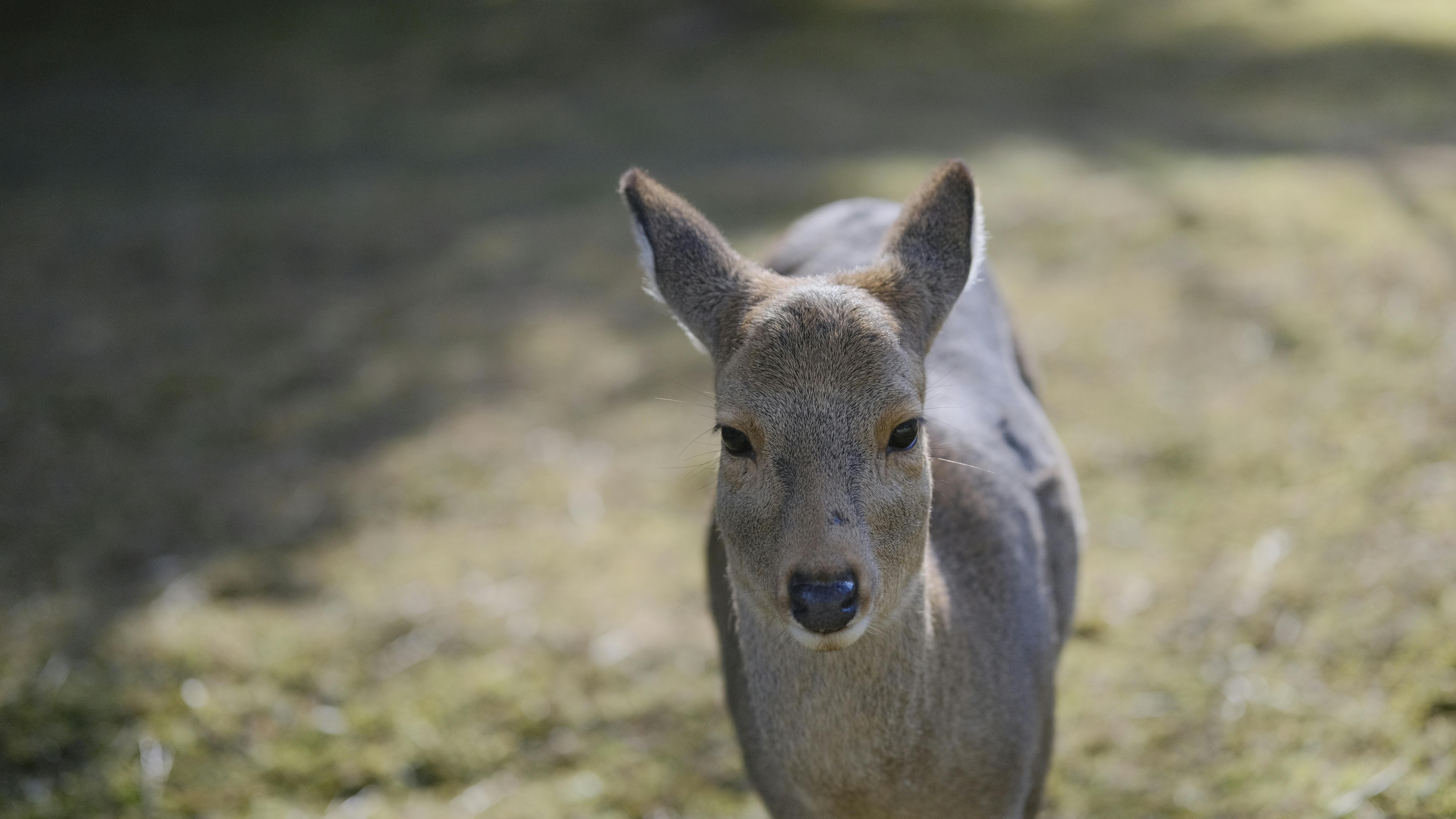 Deer in Grass Field during Day Time · Free Stock Photo