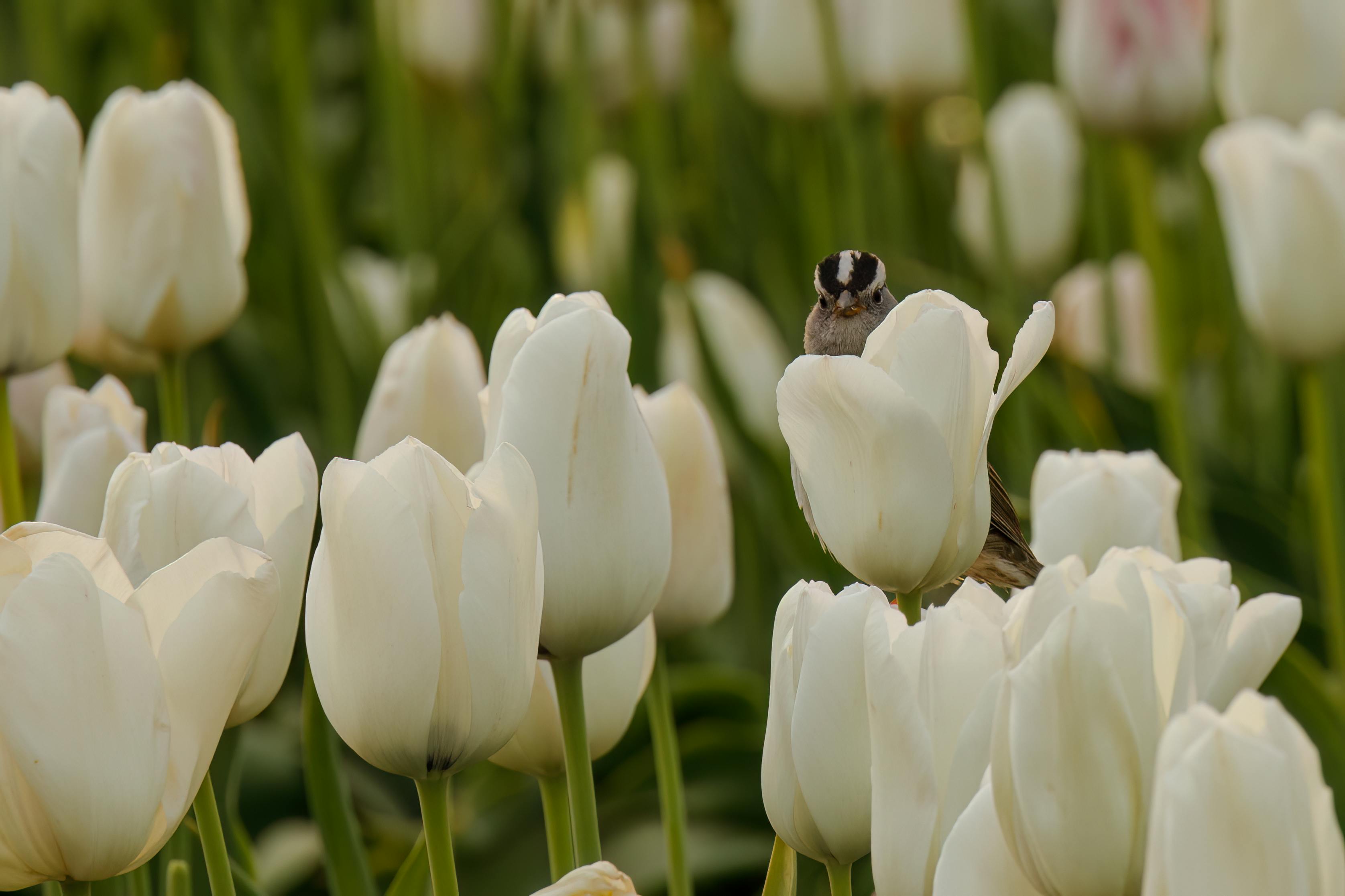 Bird in Flower · Free Stock Photo
