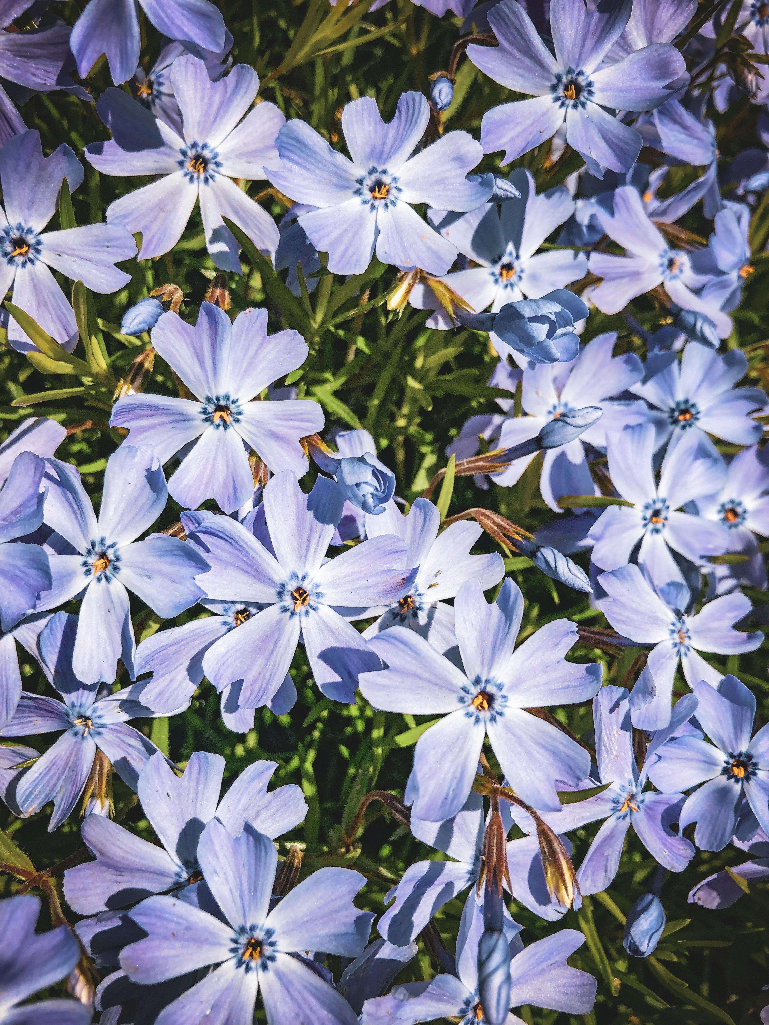 Blue Creeping Phlox Flowers · Free Stock Photo