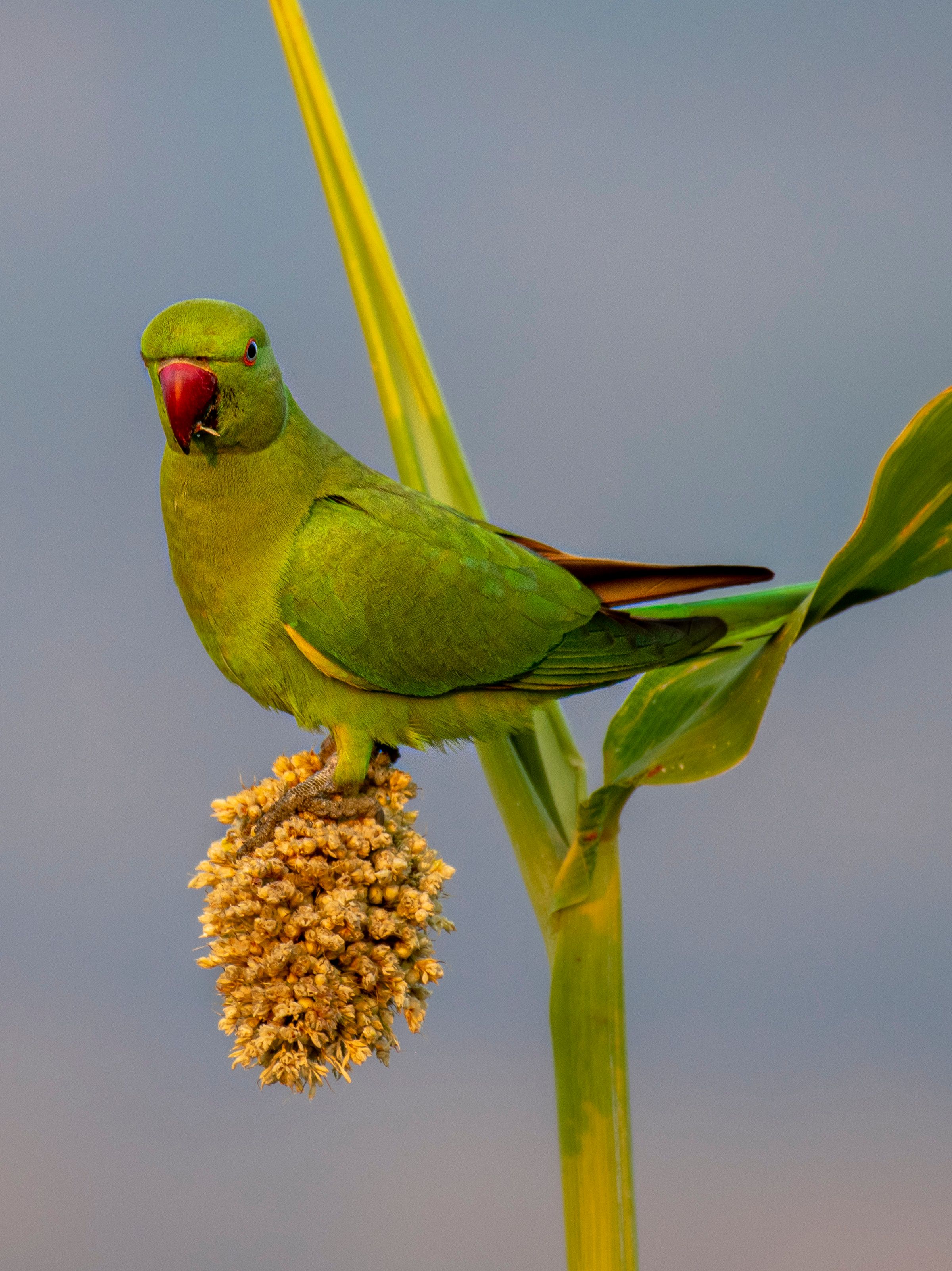Green Parrot on Plant · Free Stock Photo
