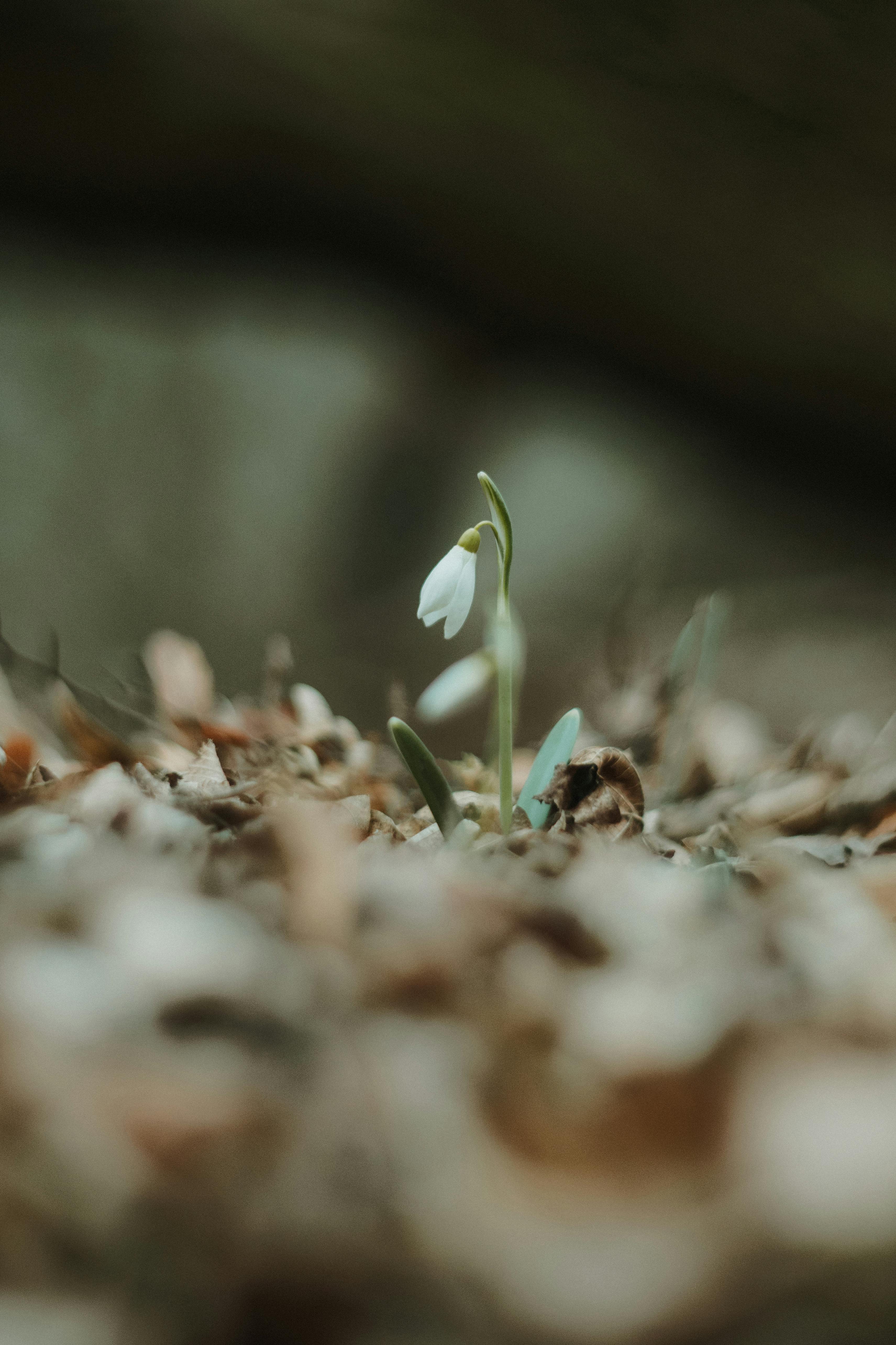 Little White Flower Growing · Free Stock Photo