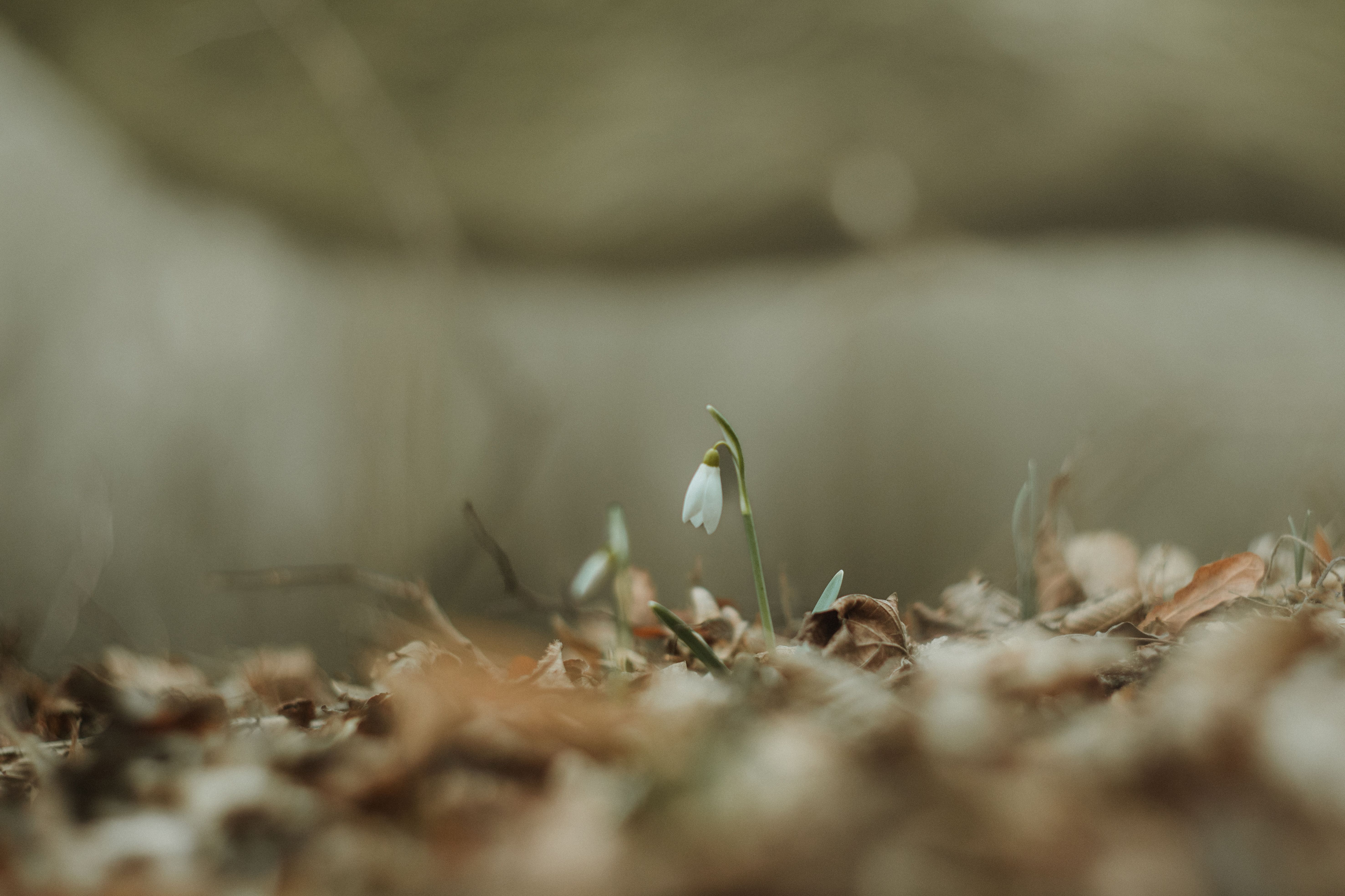 Flower on Ground · Free Stock Photo