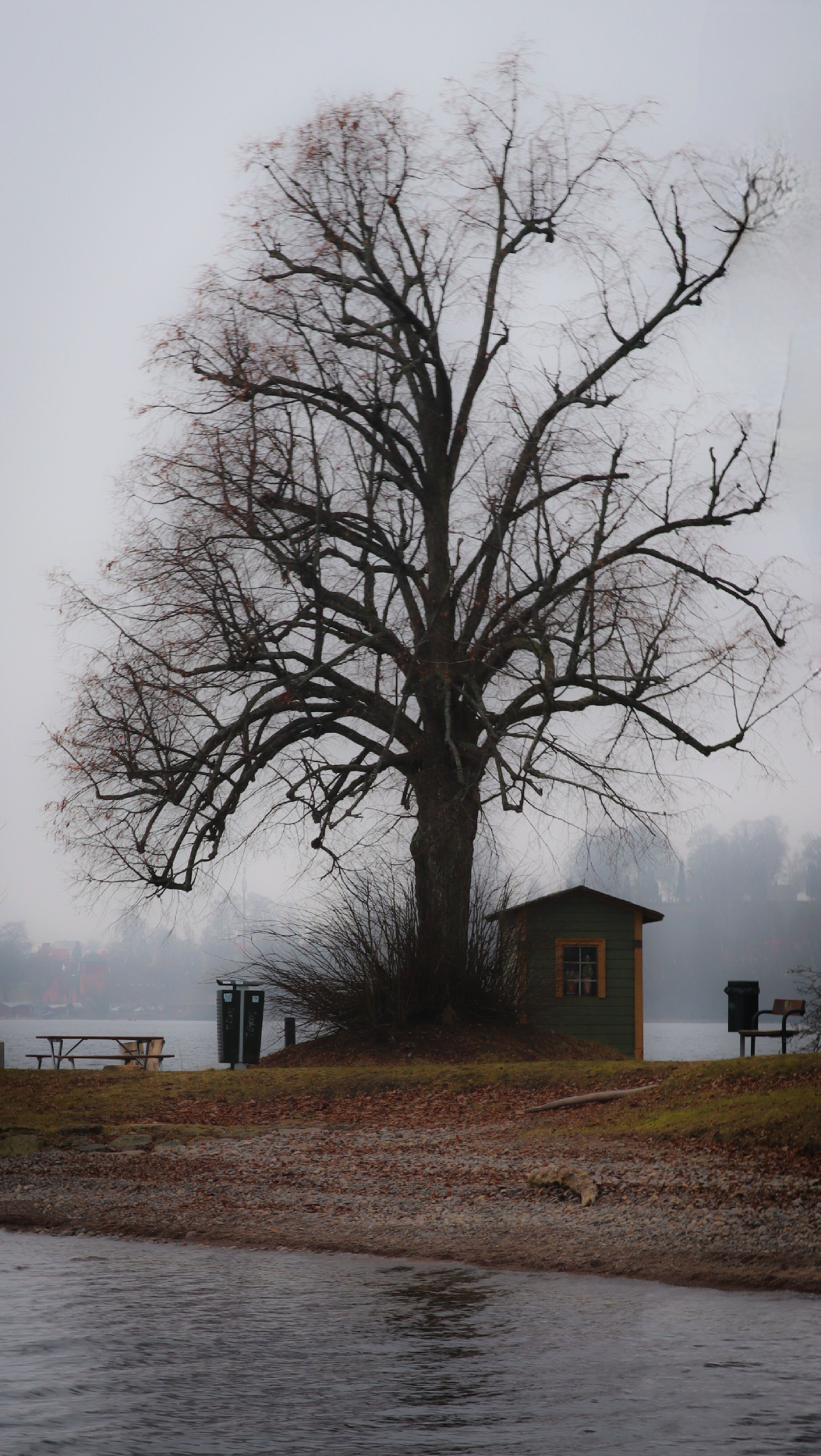 Tree and Shed near Water · Free Stock Photo