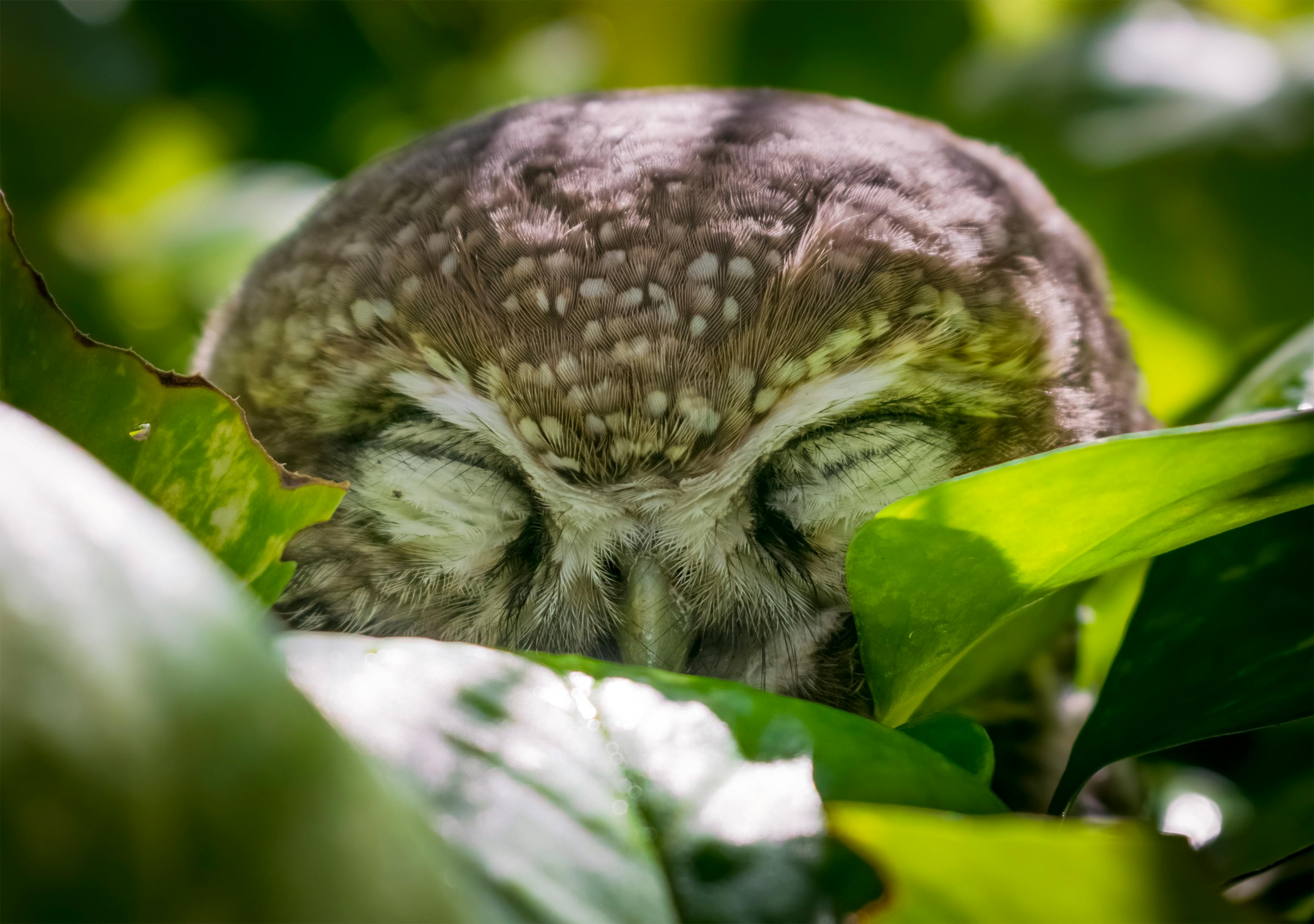 Owl Sleep Photos, Download The BEST Free Owl Sleep Stock Photos & HD Images