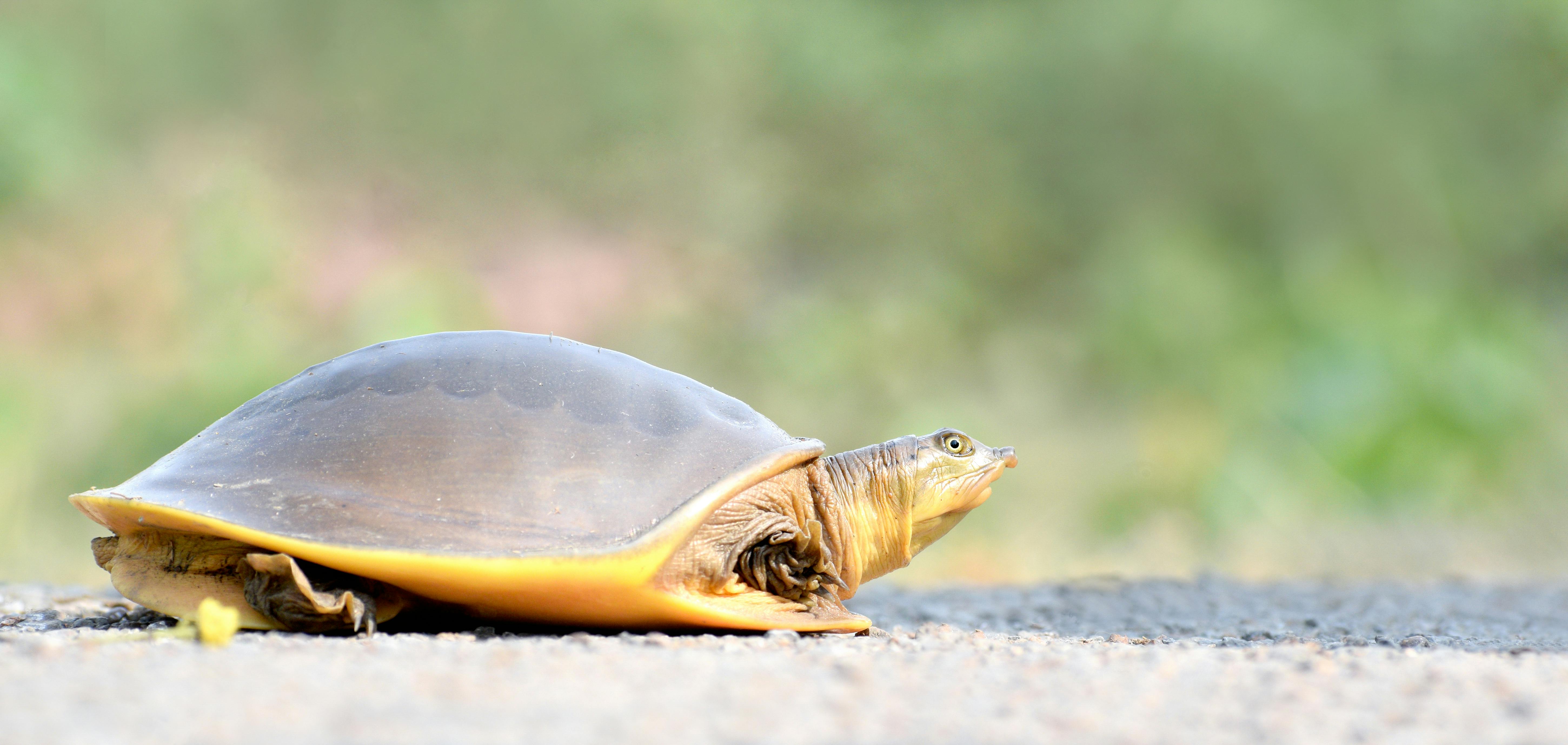 Turtles on Rock over Water · Free Stock Photo