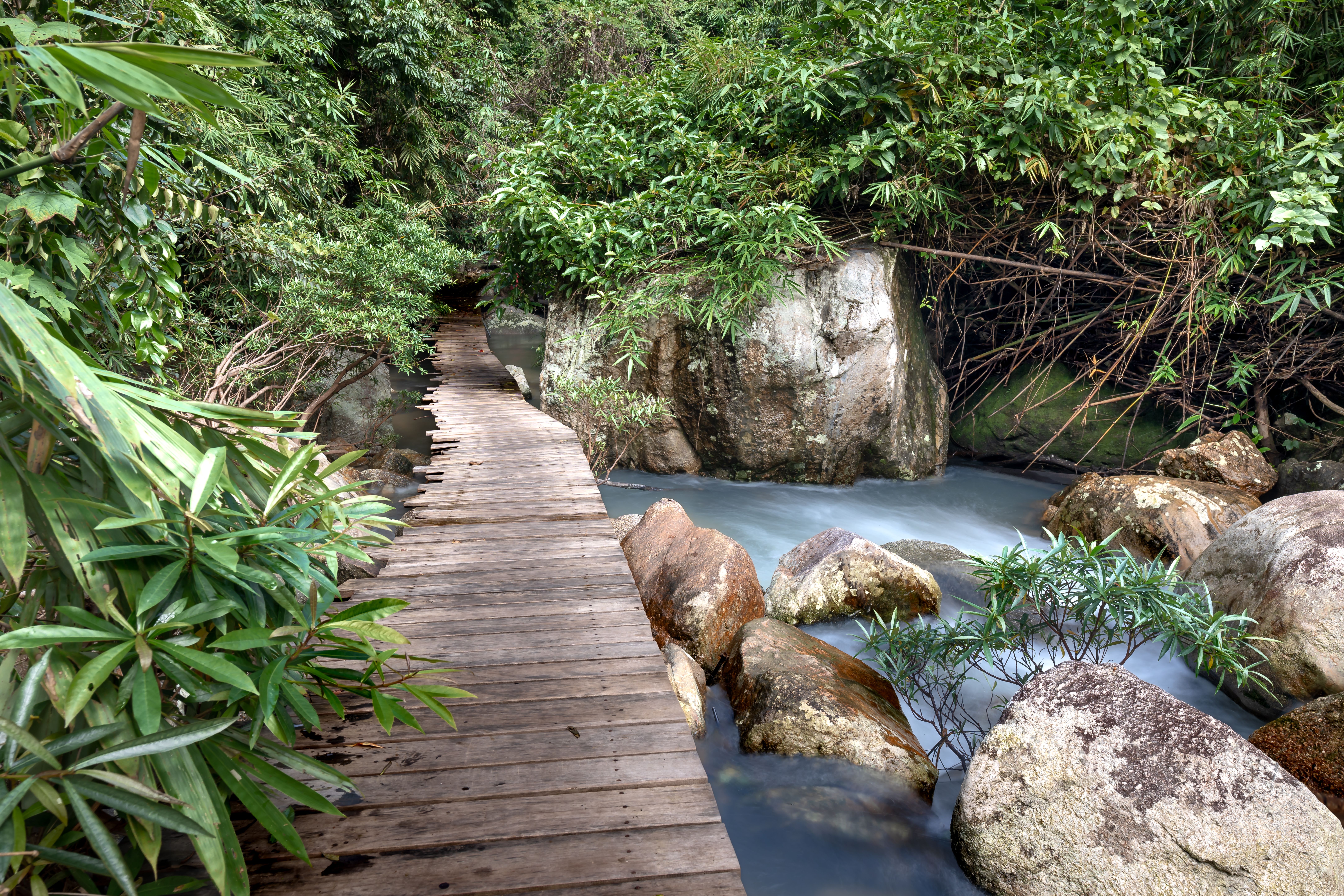 Wooden Footbridge over Stream in Forest · Free Stock Photo
