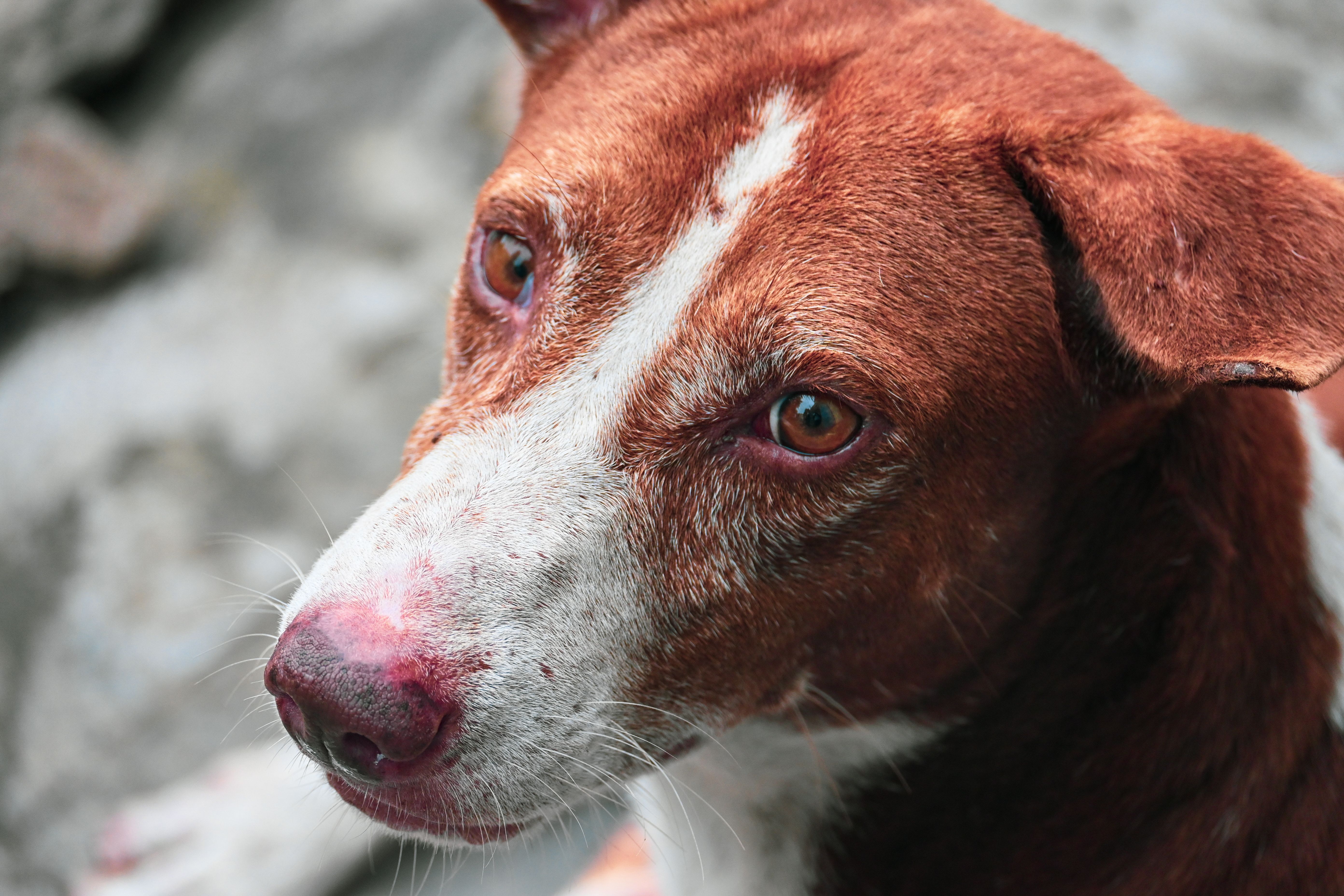 Close up of Dog Head · Free Stock Photo