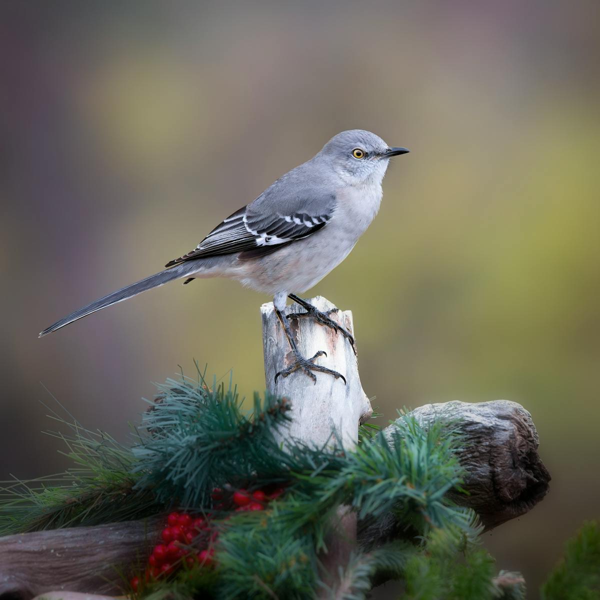 Blue Wren Photos, Download The BEST Free Blue Wren Stock Photos & HD Images