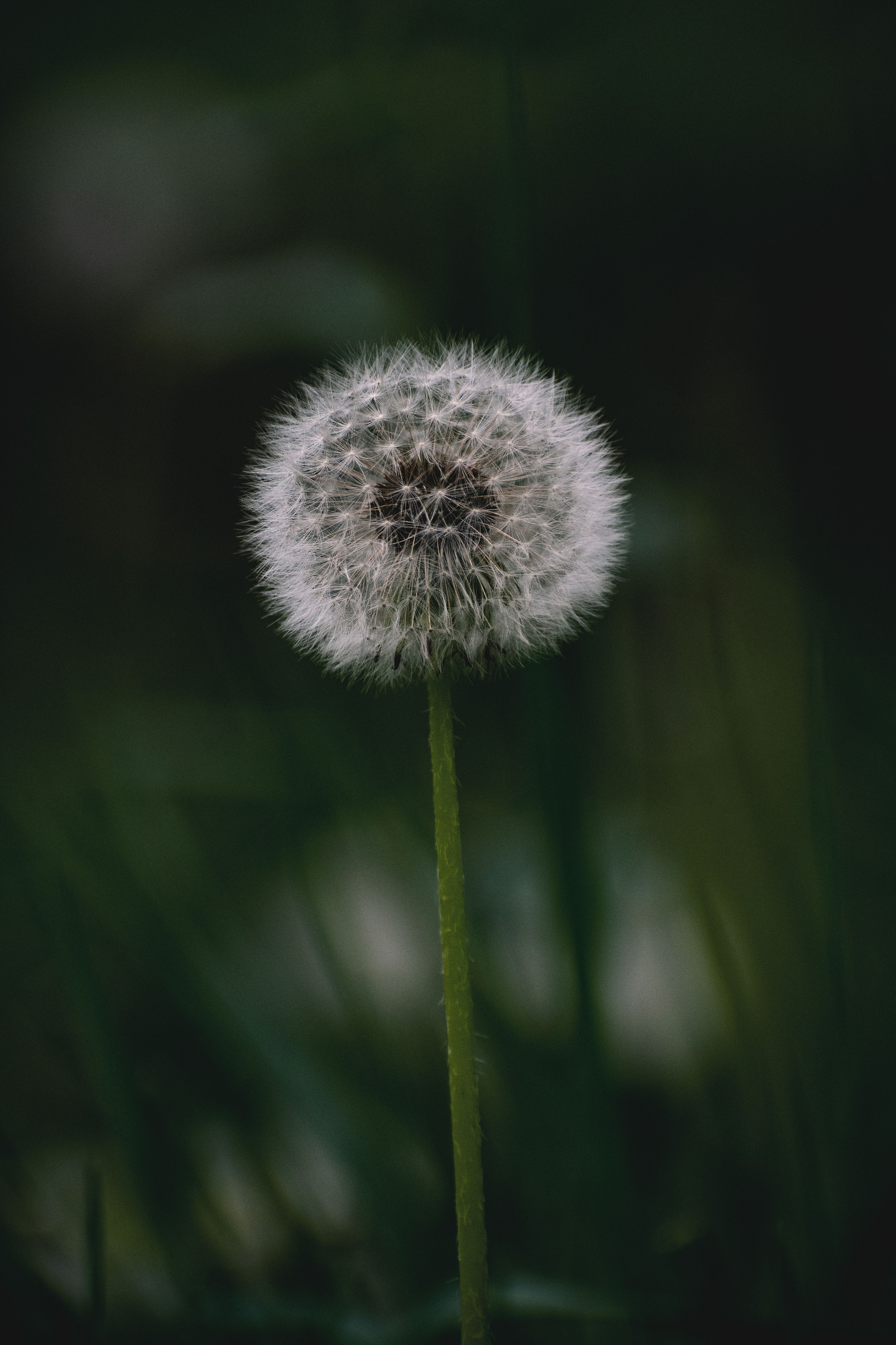 High Resolution Dandelion Photos, Download The BEST Free High ...