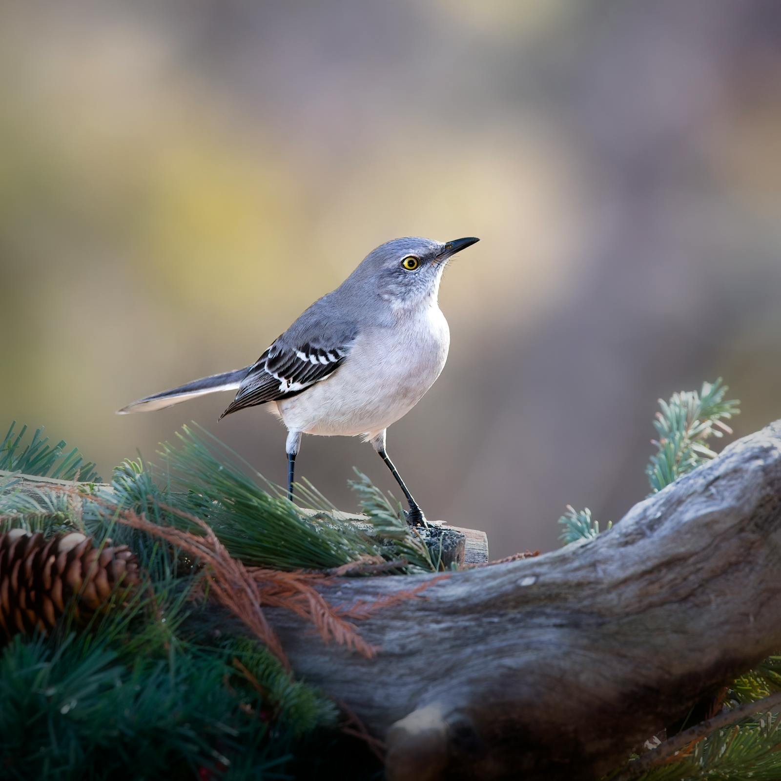 Mockingbird Photos, Download The BEST Free Mockingbird Stock Photos ...