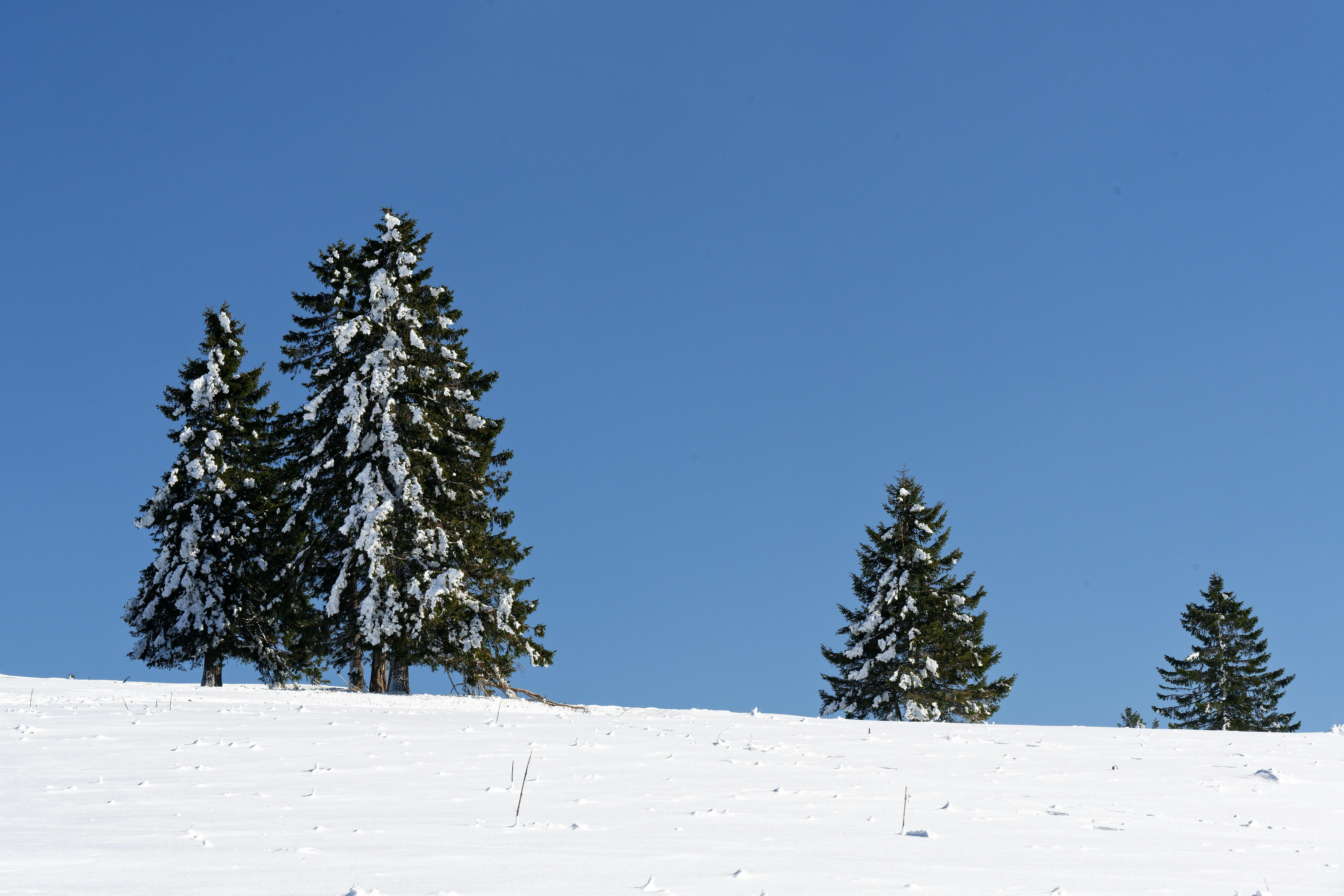 Snow Cap Pine Tree · Free Stock Photo