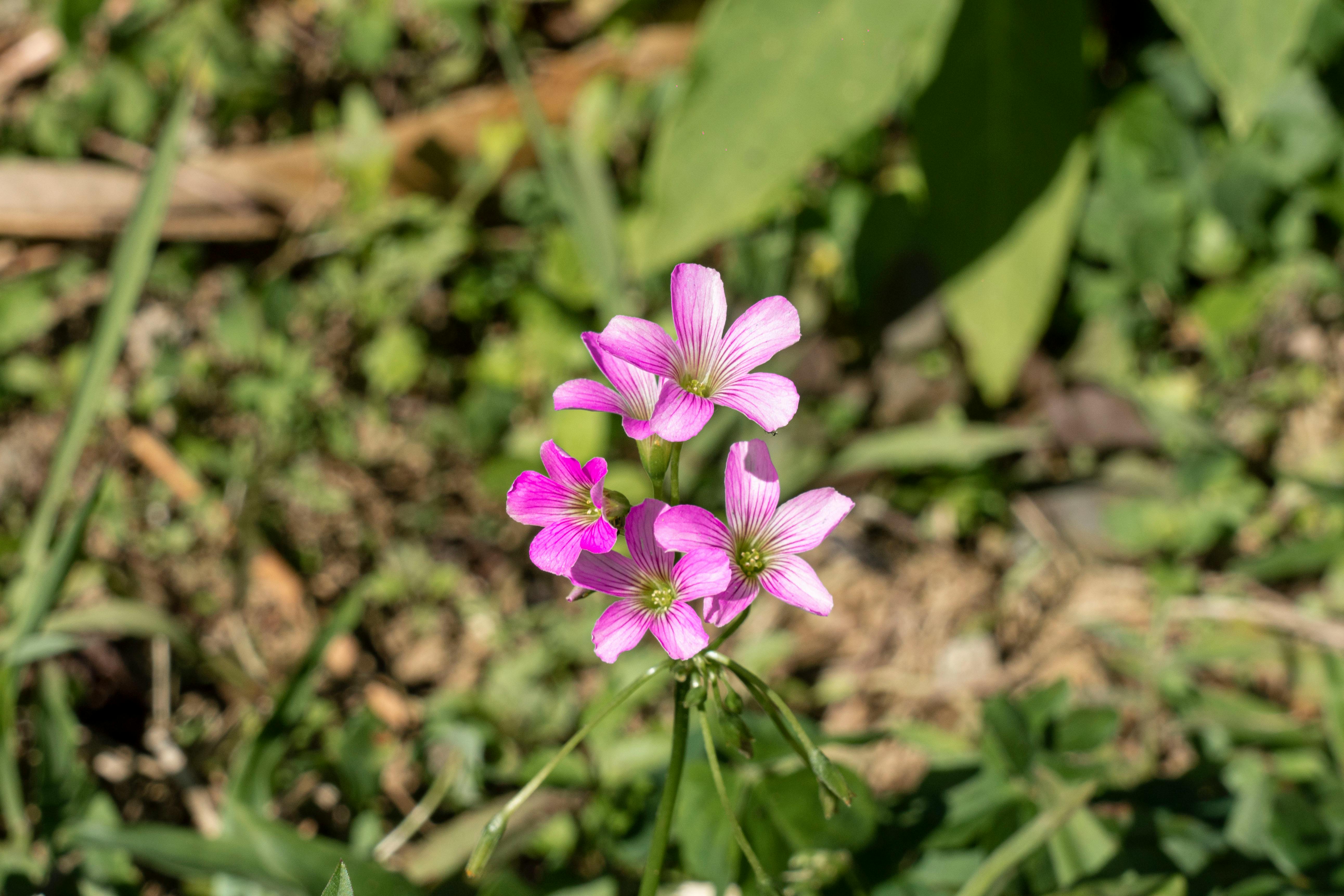 Close up of Purple Rose · Free Stock Photo