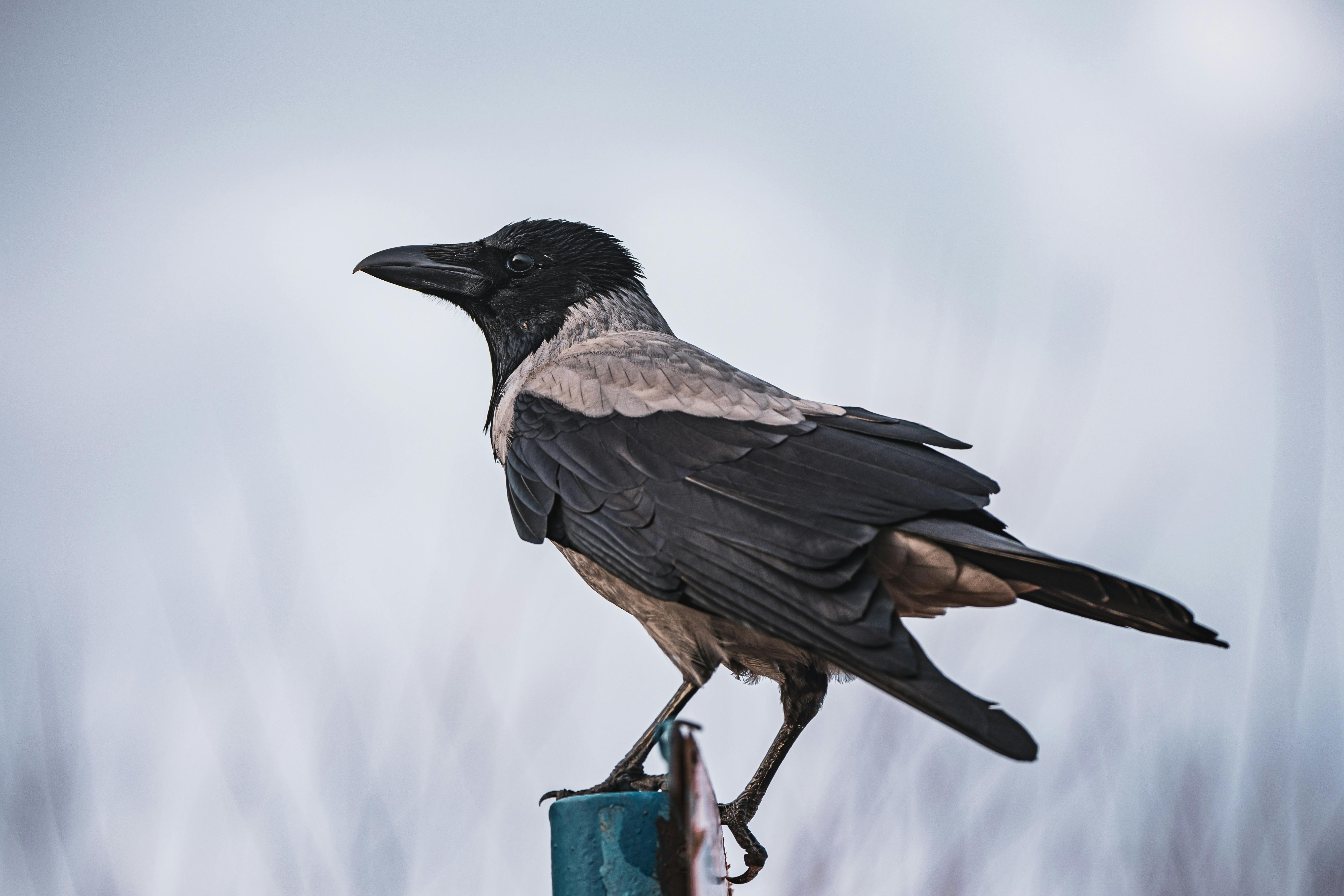 Close up of Crow · Free Stock Photo