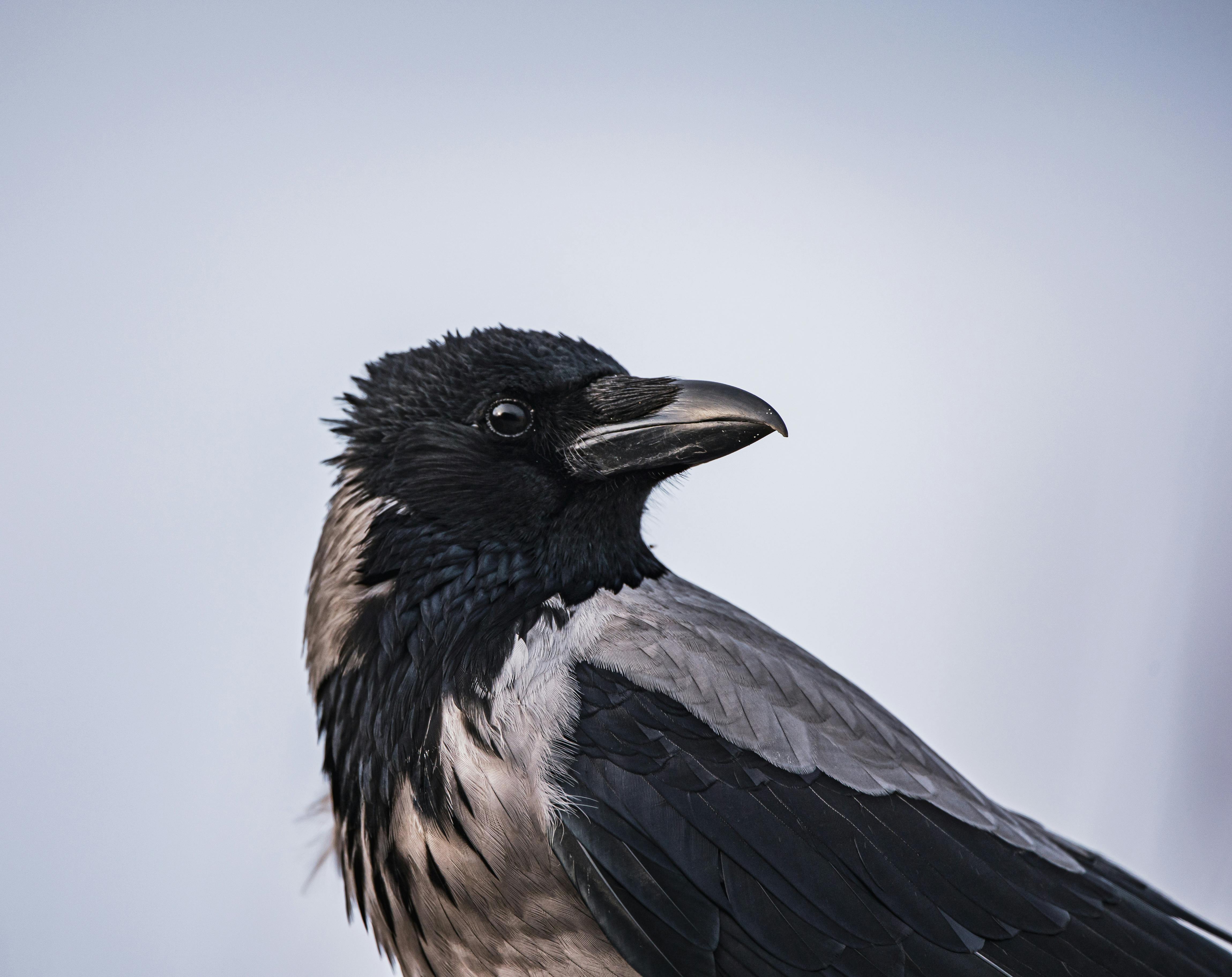 Magpies Photos, Download The BEST Free Magpies Stock Photos & HD Images