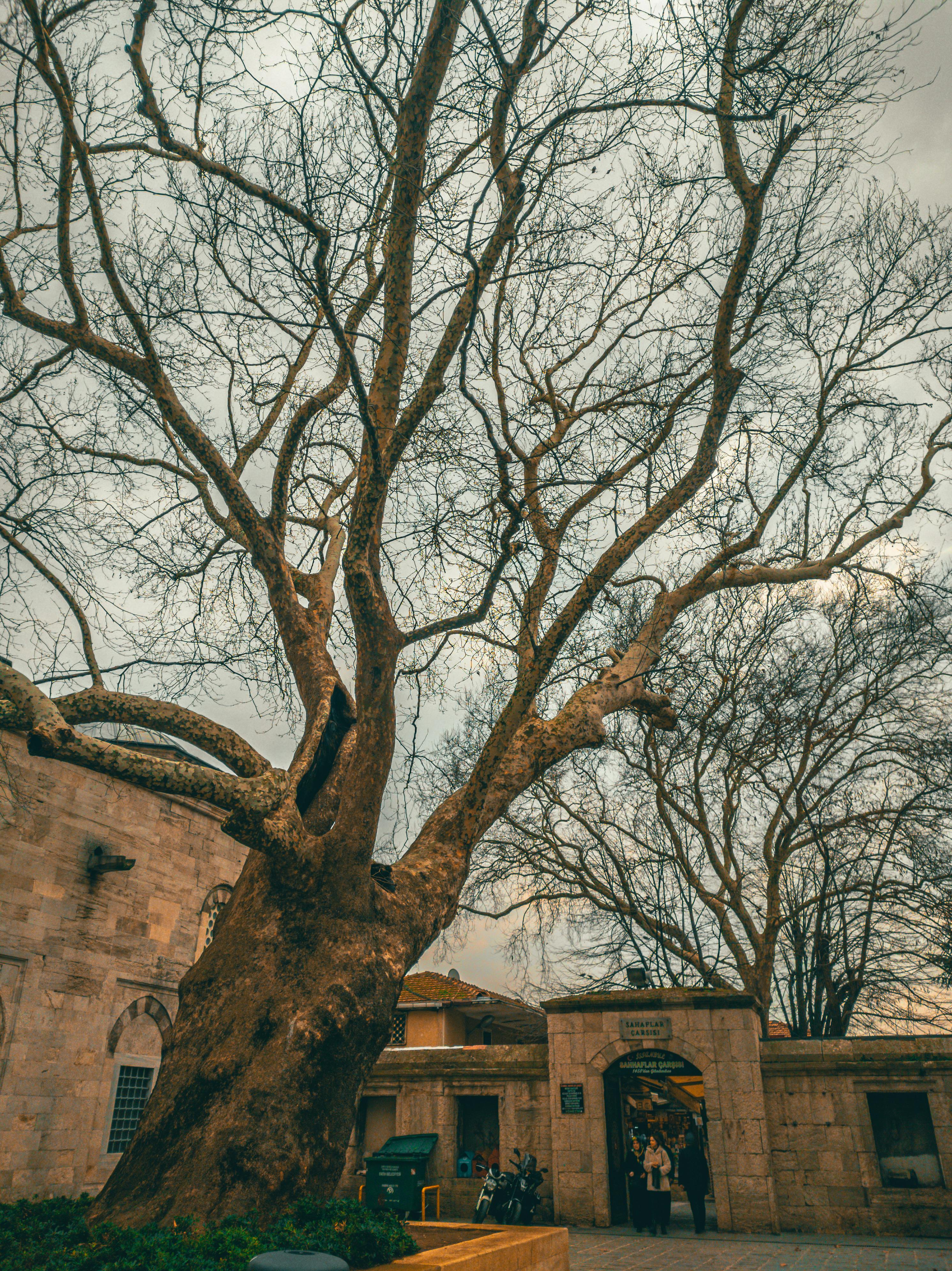 Big Bare Tree in Park · Free Stock Photo