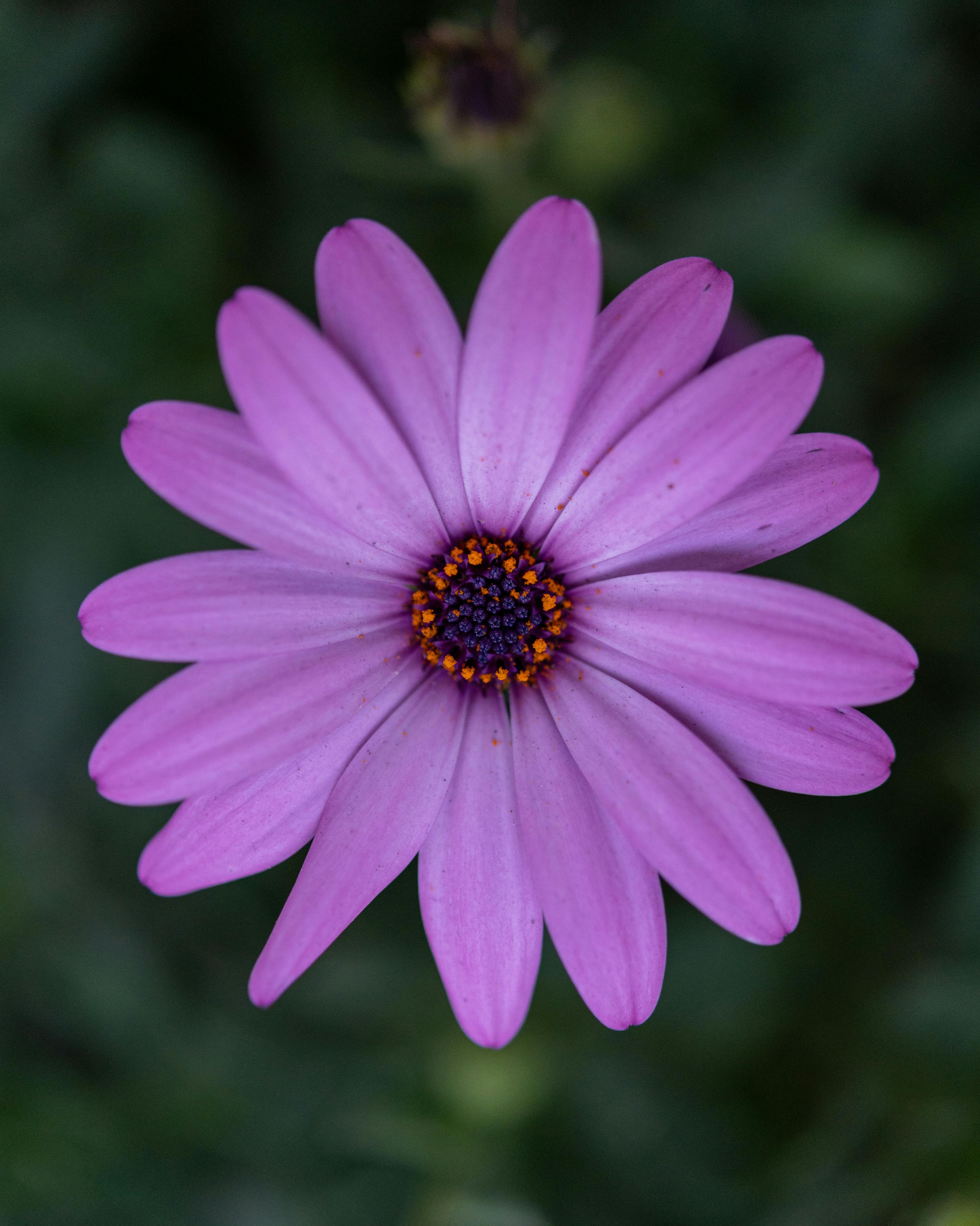 最精彩的“Folower”图片 · 100%免费下载 · Pexels素材图片