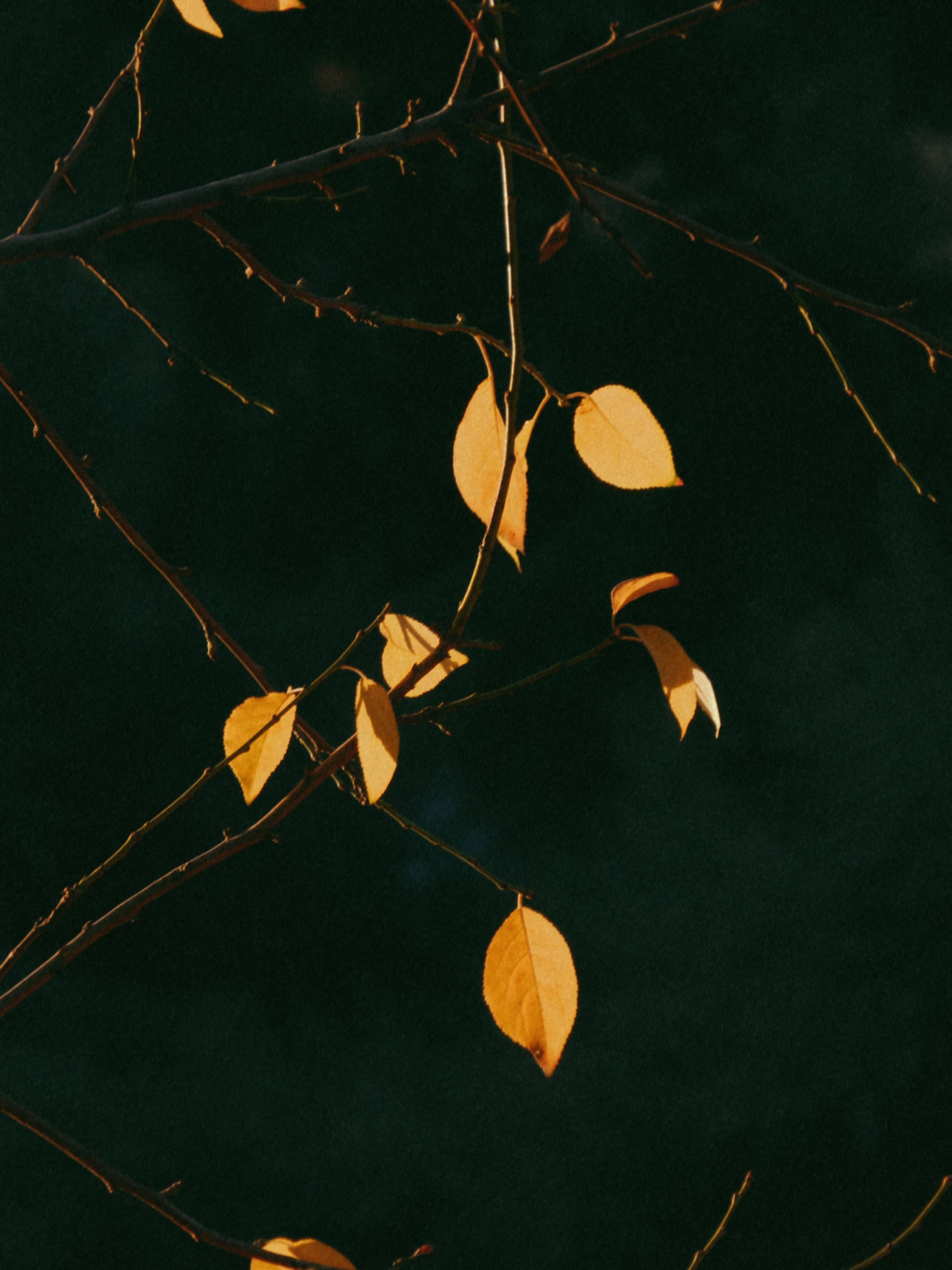 Black Feather Surrounded by Dried Leaves · Free Stock Photo