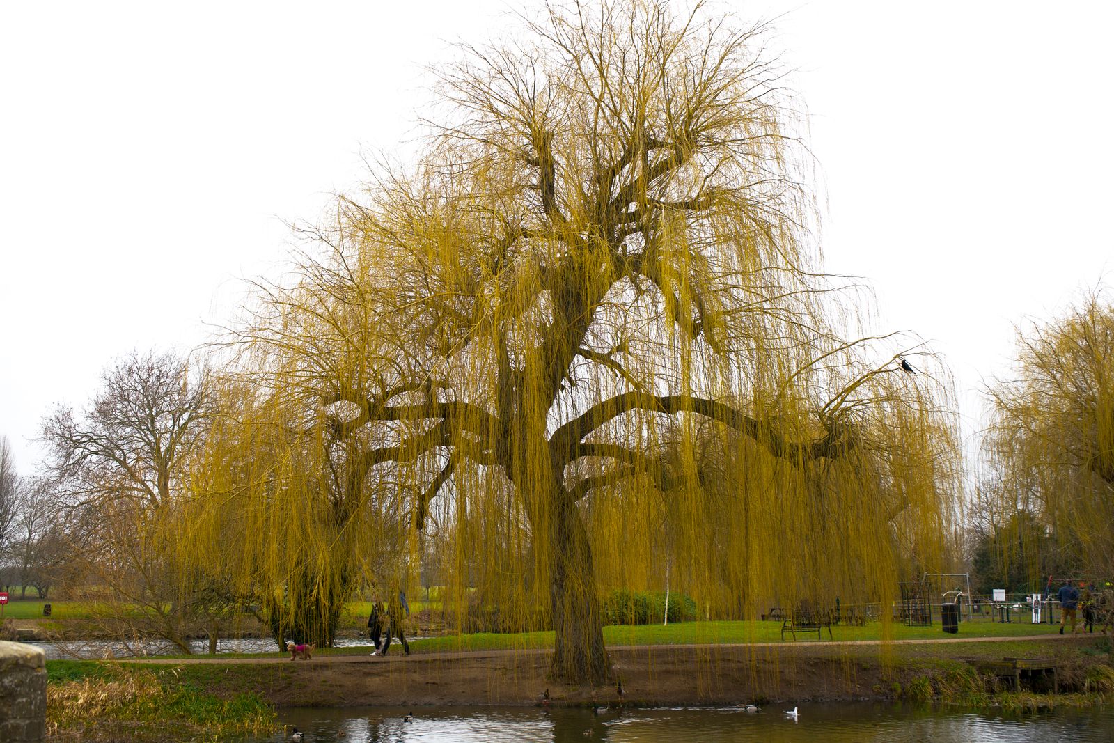 Weeping Willow Tree Photos, Download The BEST Free Weeping Willow Tree ...