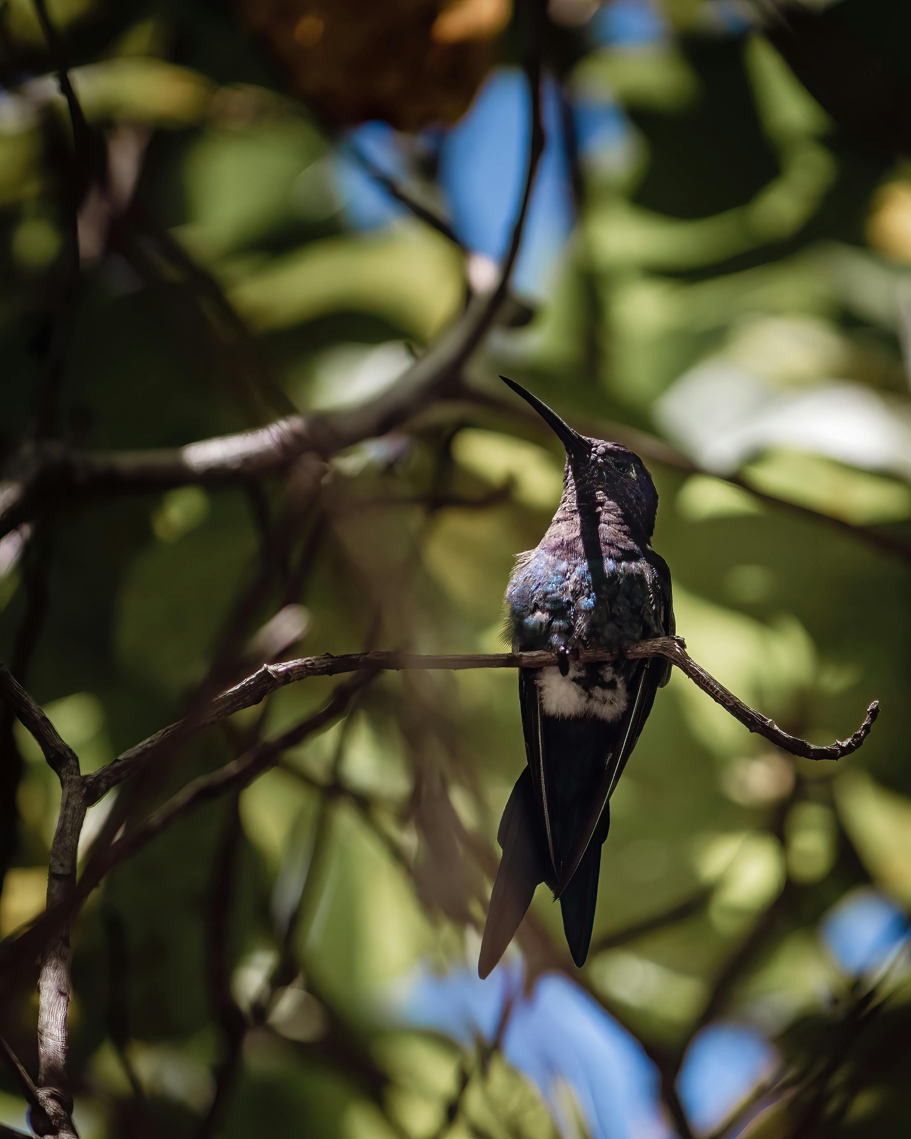 Ashvattha Tree Photos, Download The BEST Free Ashvattha Tree Stock ...