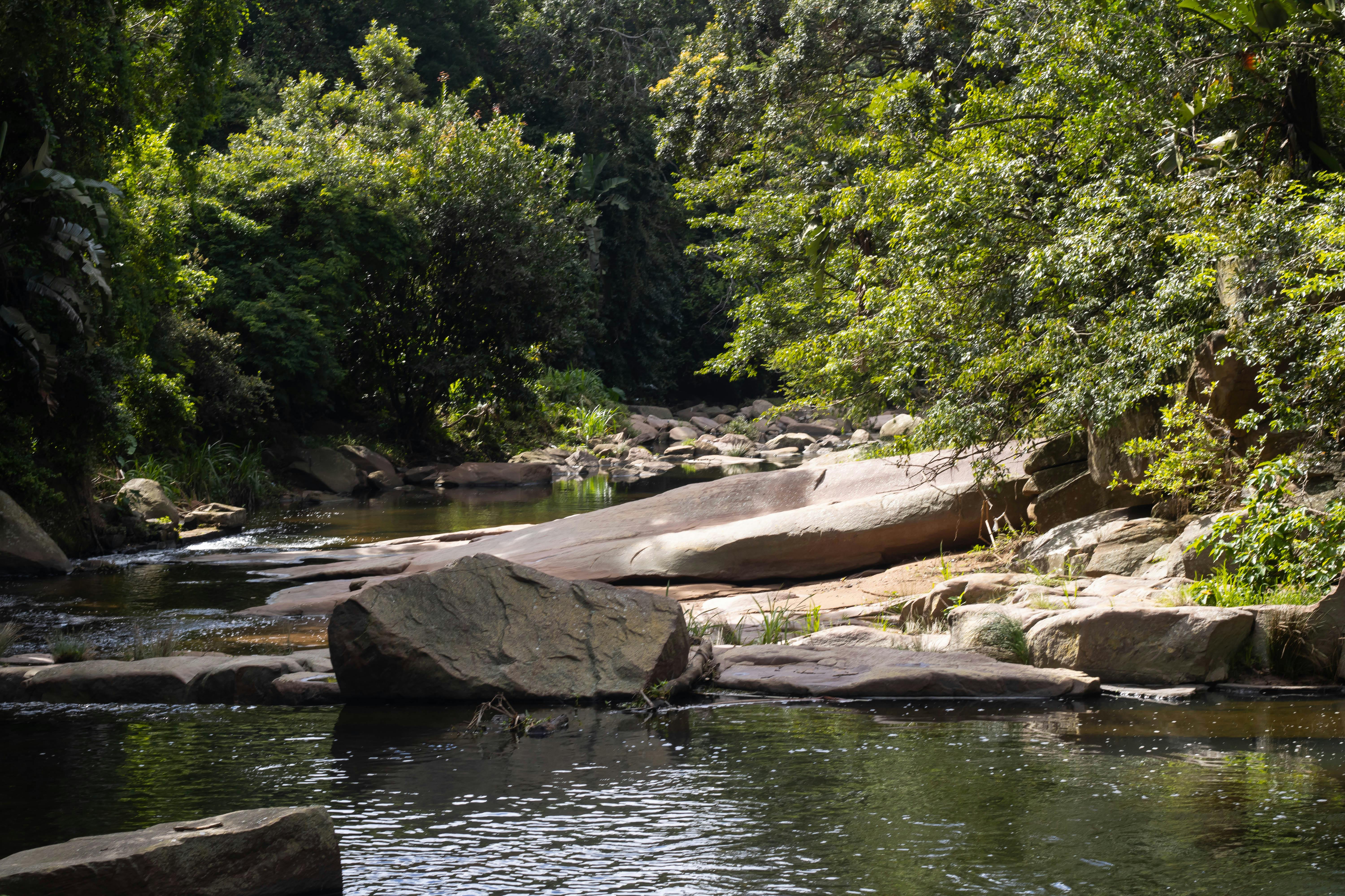 Trees around Stream with Rocks · Free Stock Photo