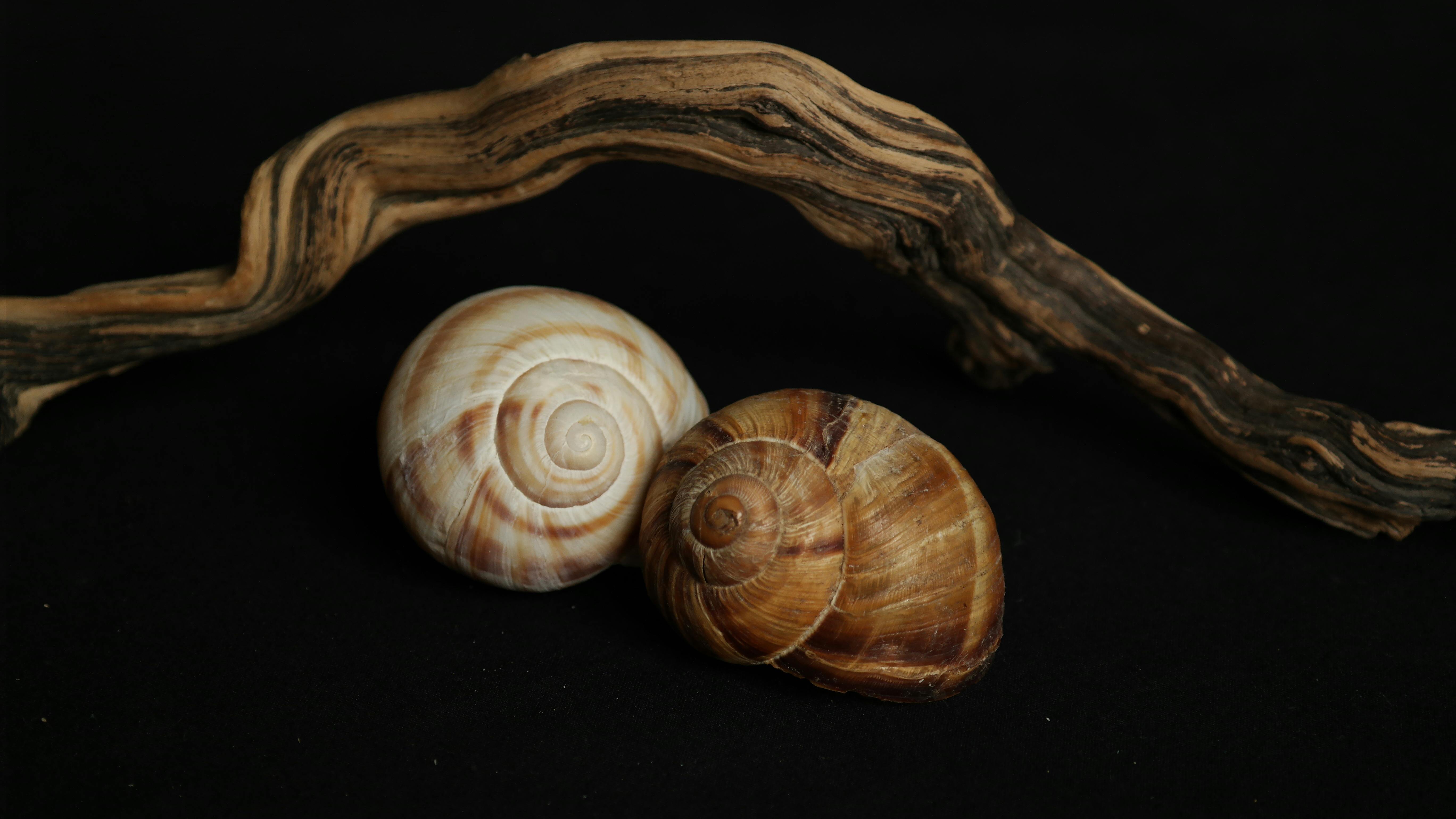 Artistic Photo of Two Snail Shells · Free Stock Photo