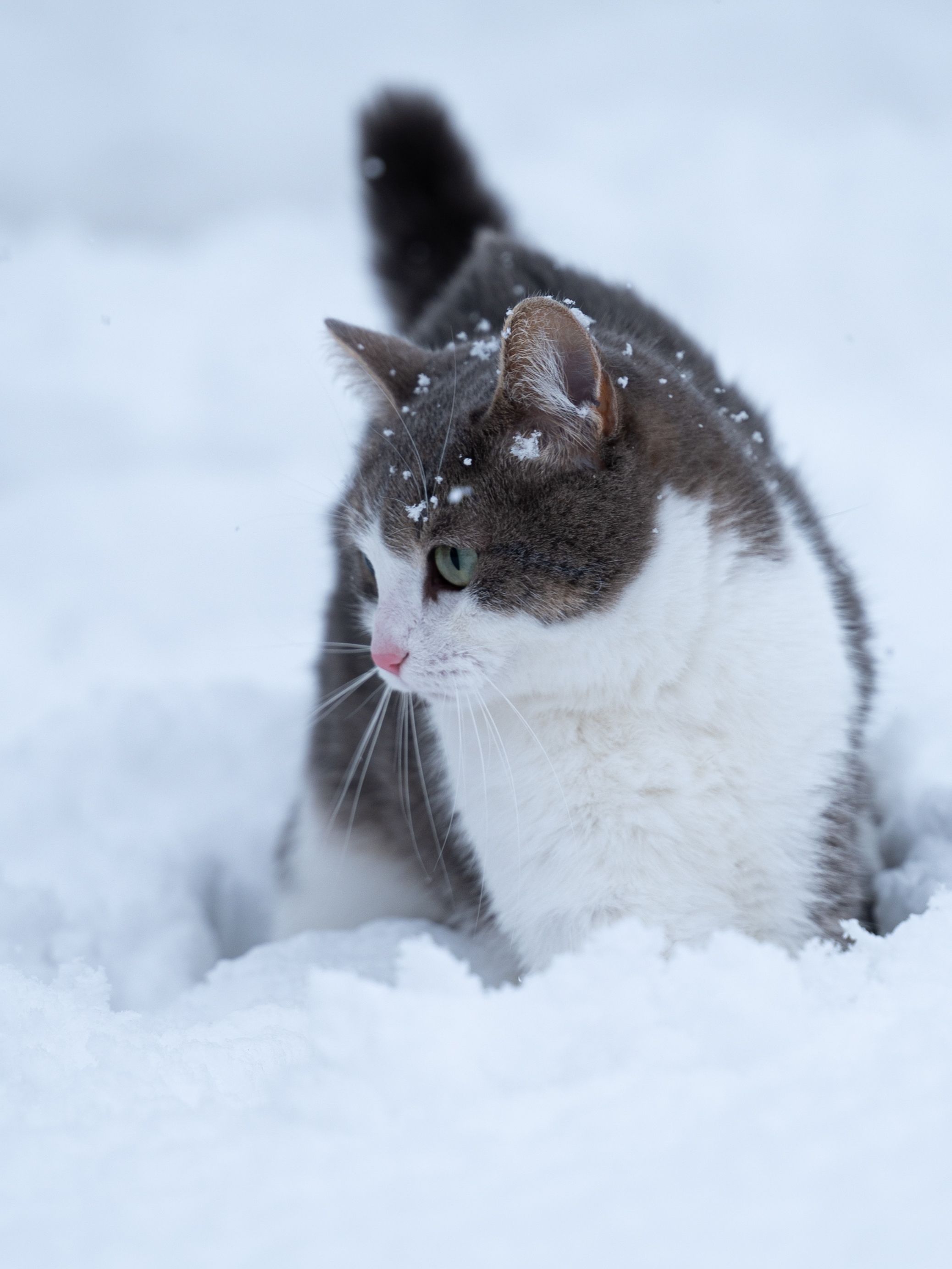 Cat Snow Photography