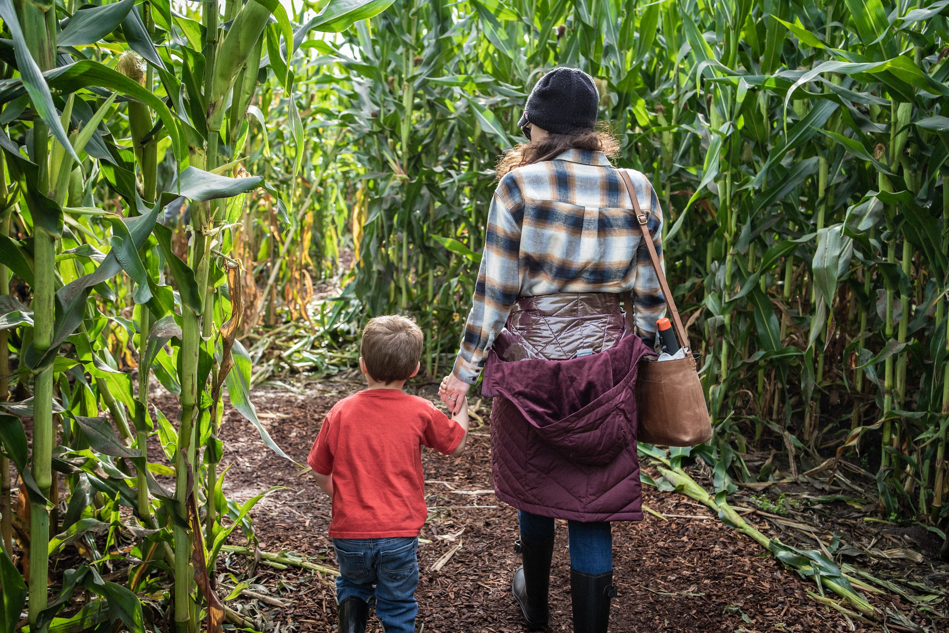 Girl Standing in a Cornfield Carrying Corn · Free Stock Photo