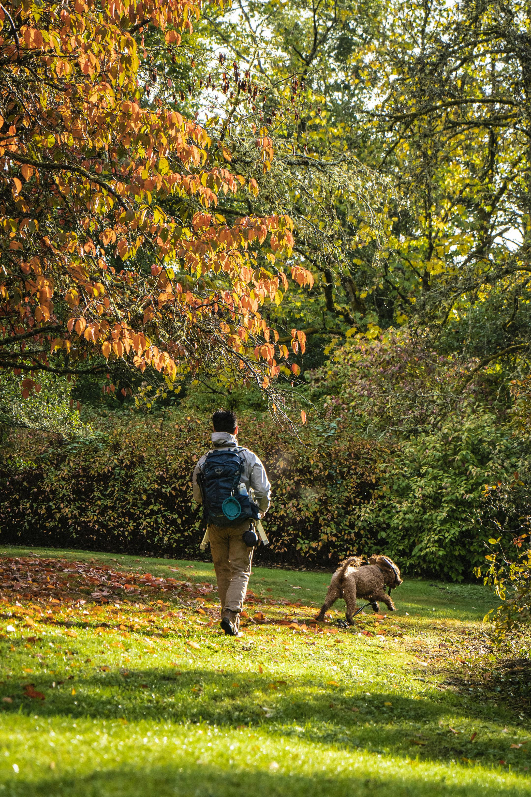 Man Walking in Park in Autumn · Free Stock Photo
