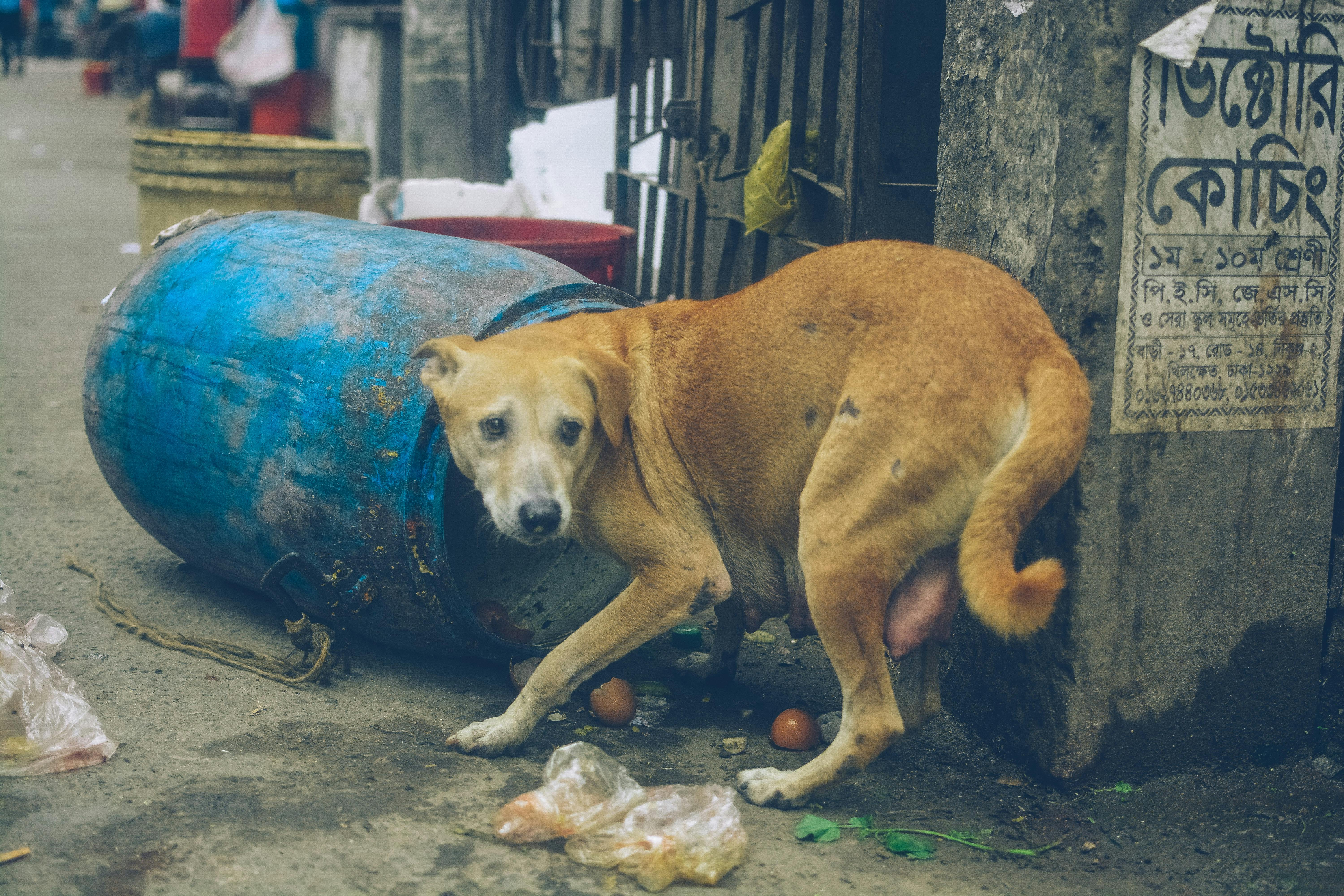 Free stock photo of abandoned, animal, animal love