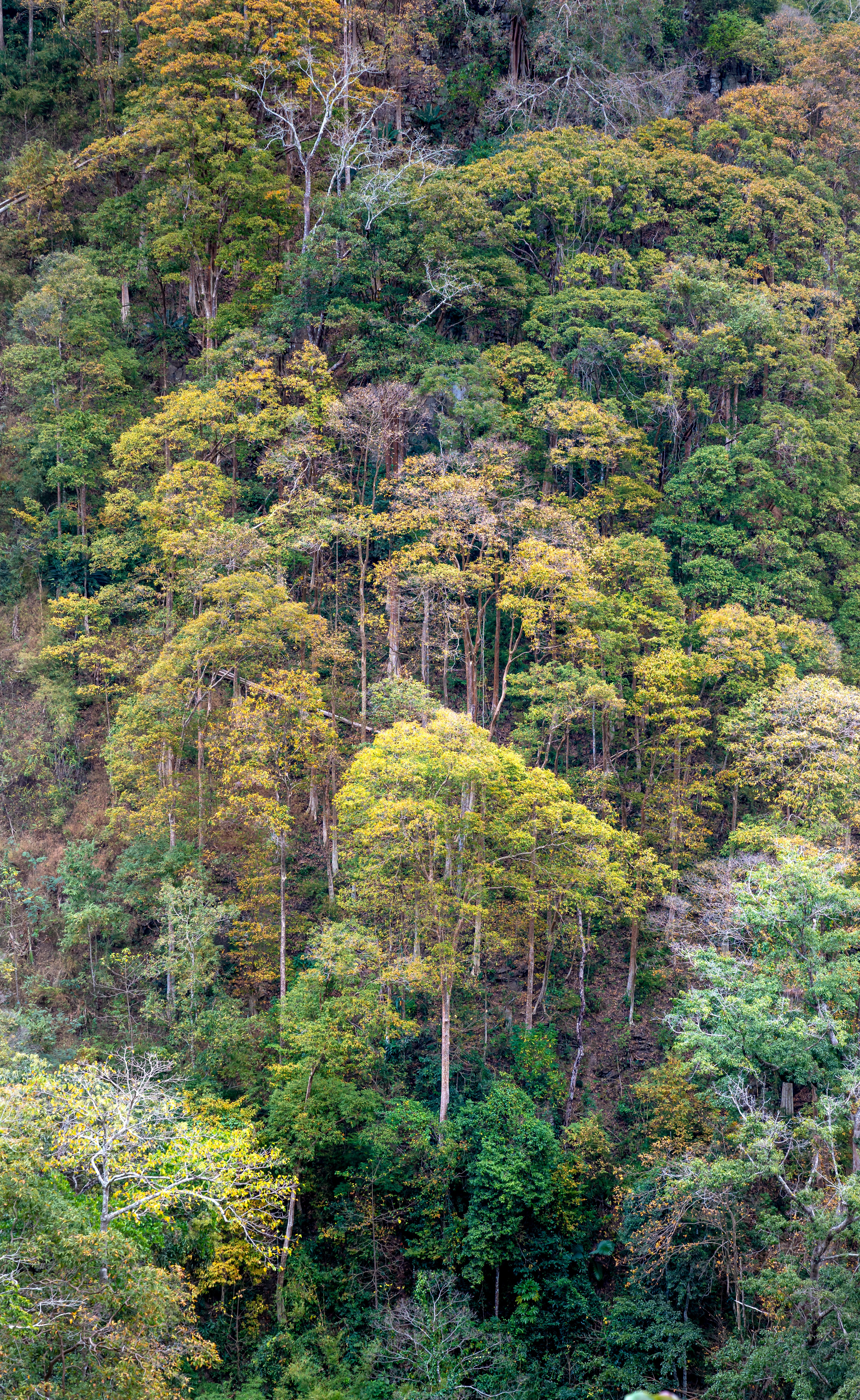 Foto de stock gratuita sobre al aire libre, arboles, área boscosa ...