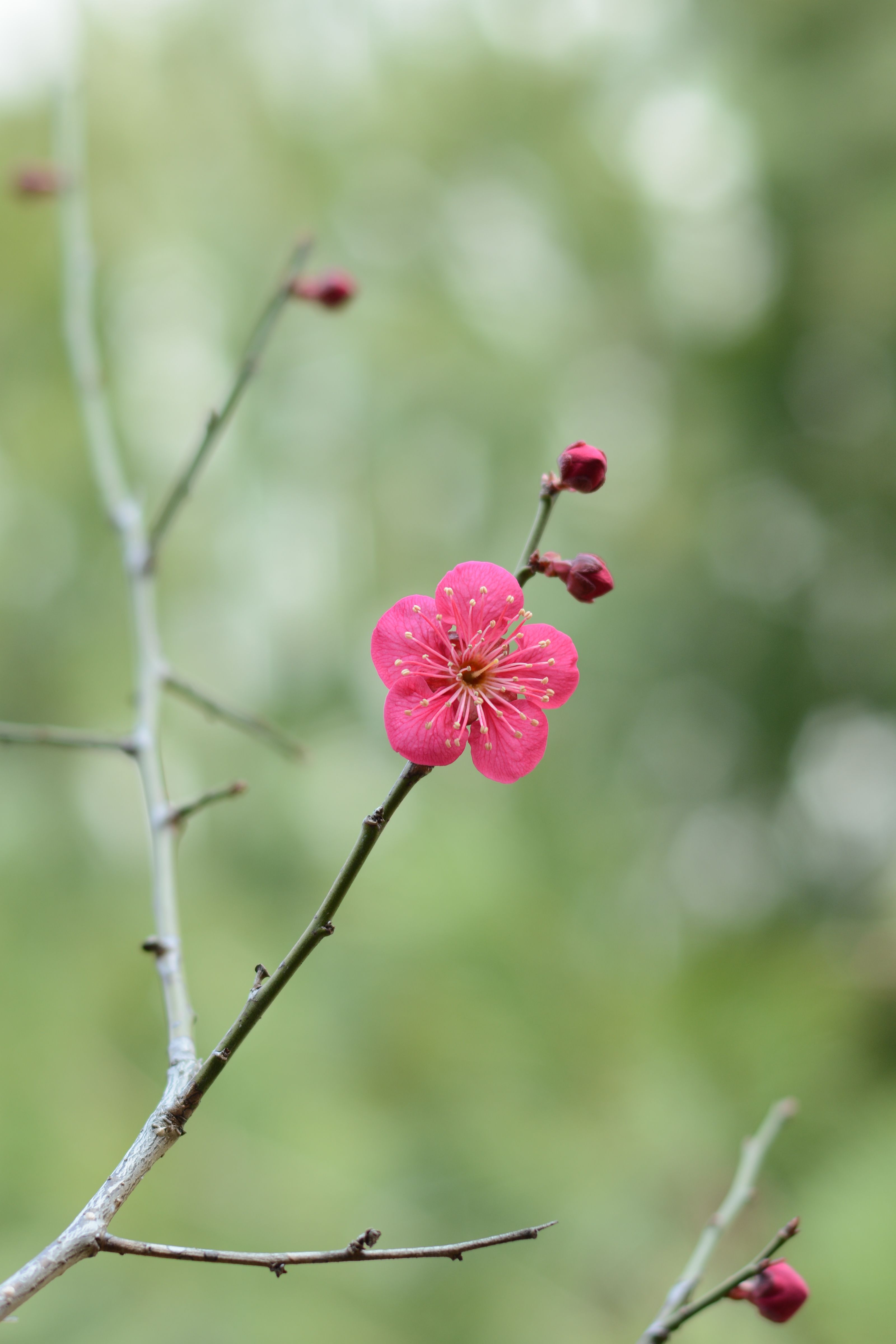 Close-up of Flower Petals · Free Stock Photo