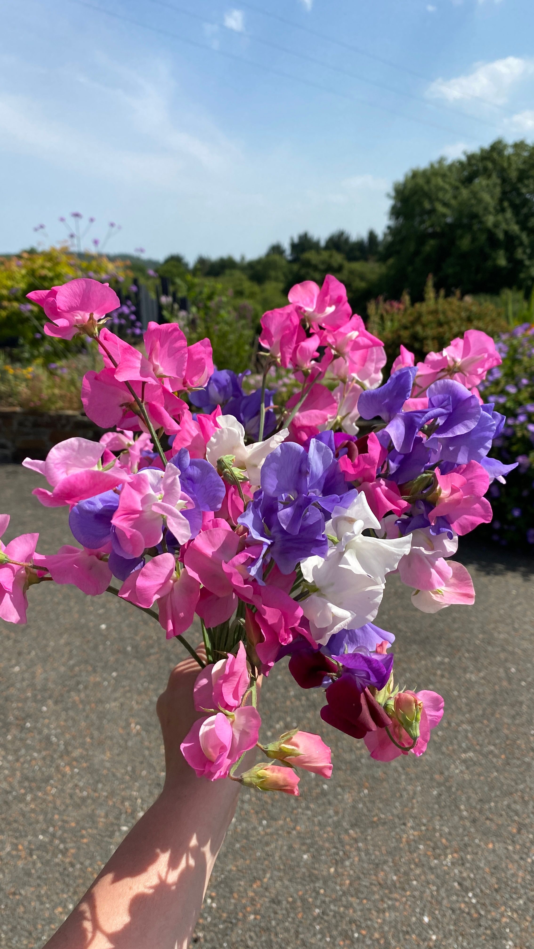 Sweet Pea Photos, Download The BEST Free Sweet Pea Stock Photos & HD Images