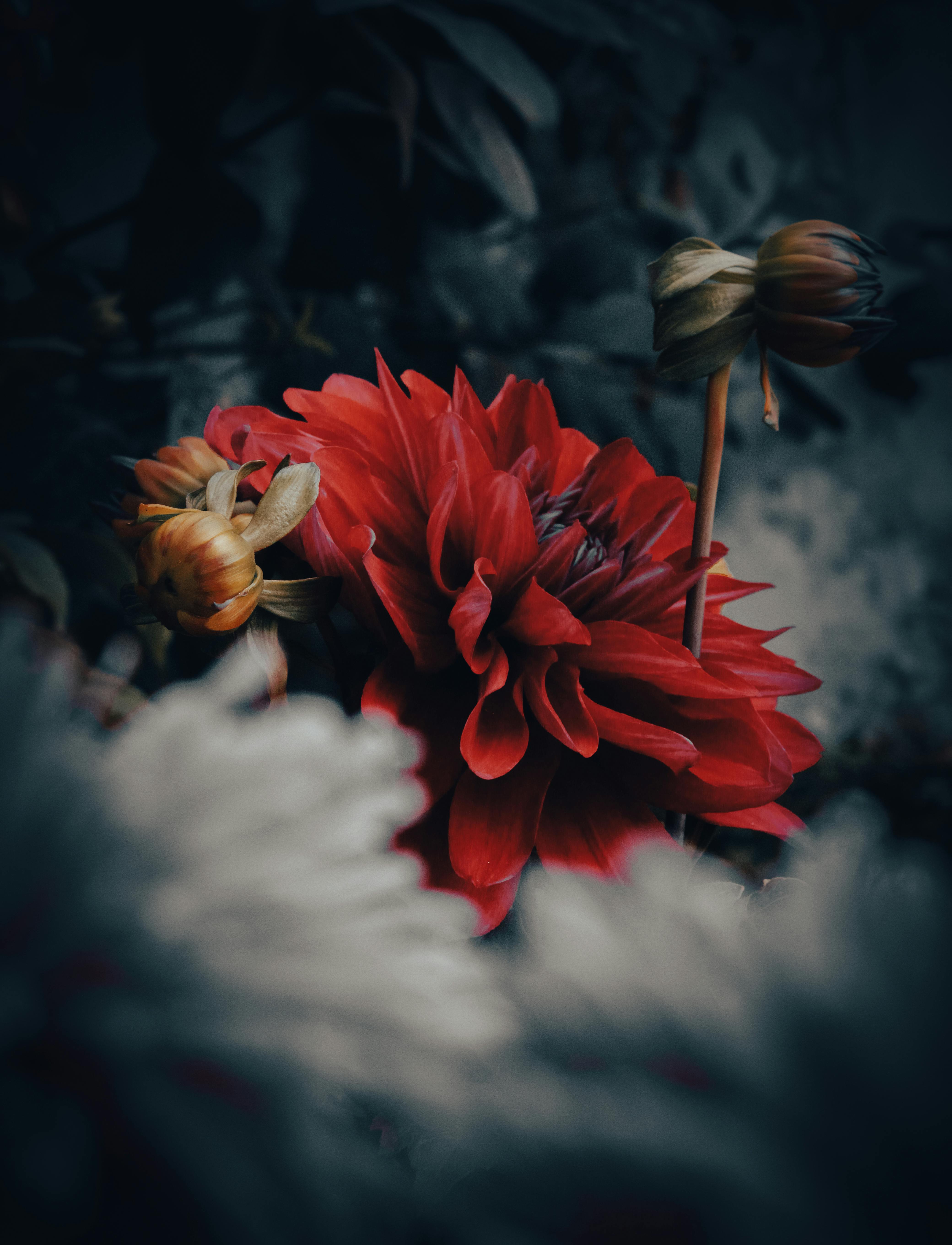 Color: White Photos, Download The BEST Free Color: White Stock Photos ...