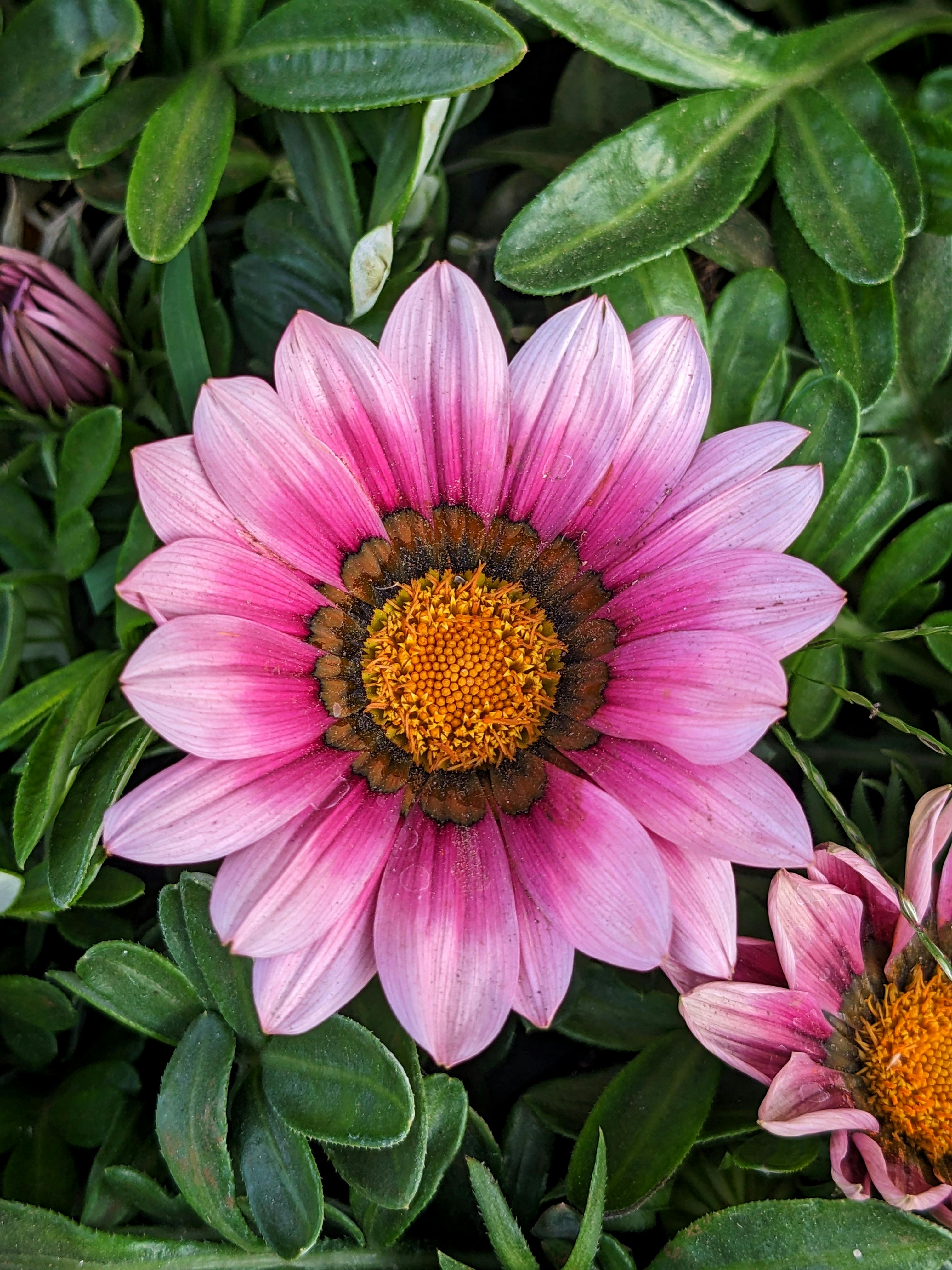 Pink Lilly Photos, Download The BEST Free Pink Lilly Stock Photos & HD ...