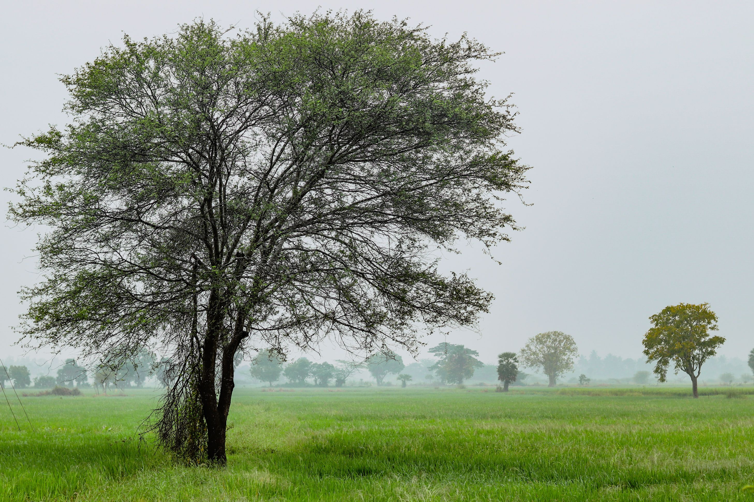 Trees on Meadow · Free Stock Photo