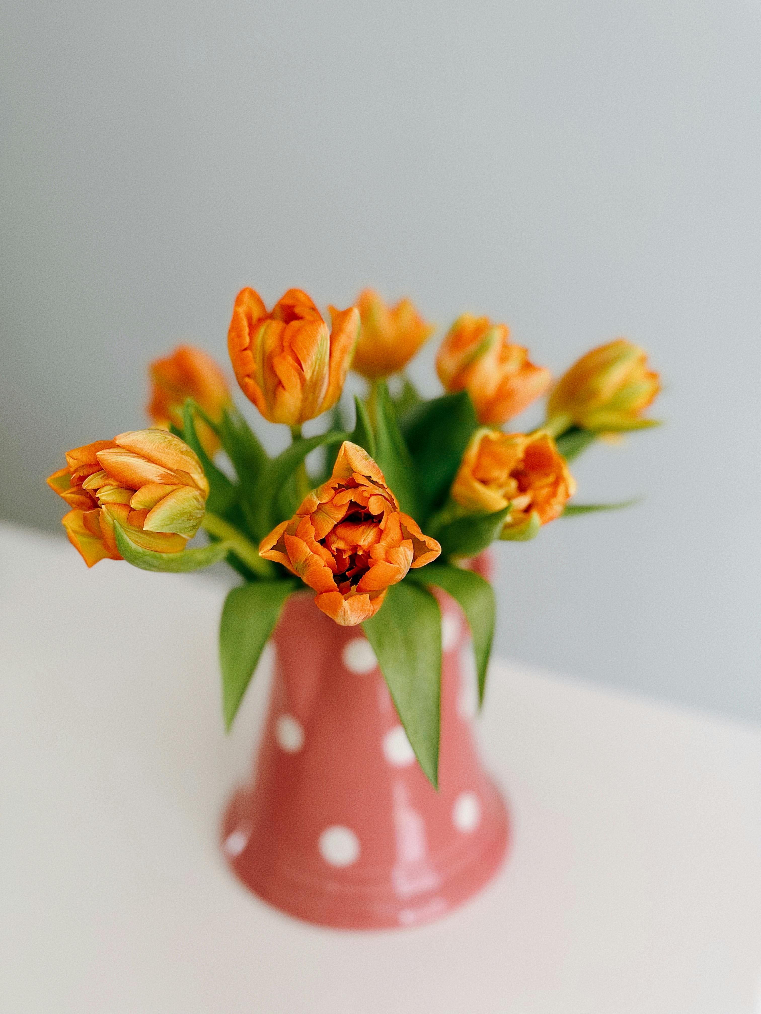 Ruby Flowers Photos, Download The BEST Free Ruby Flowers Stock Photos ...