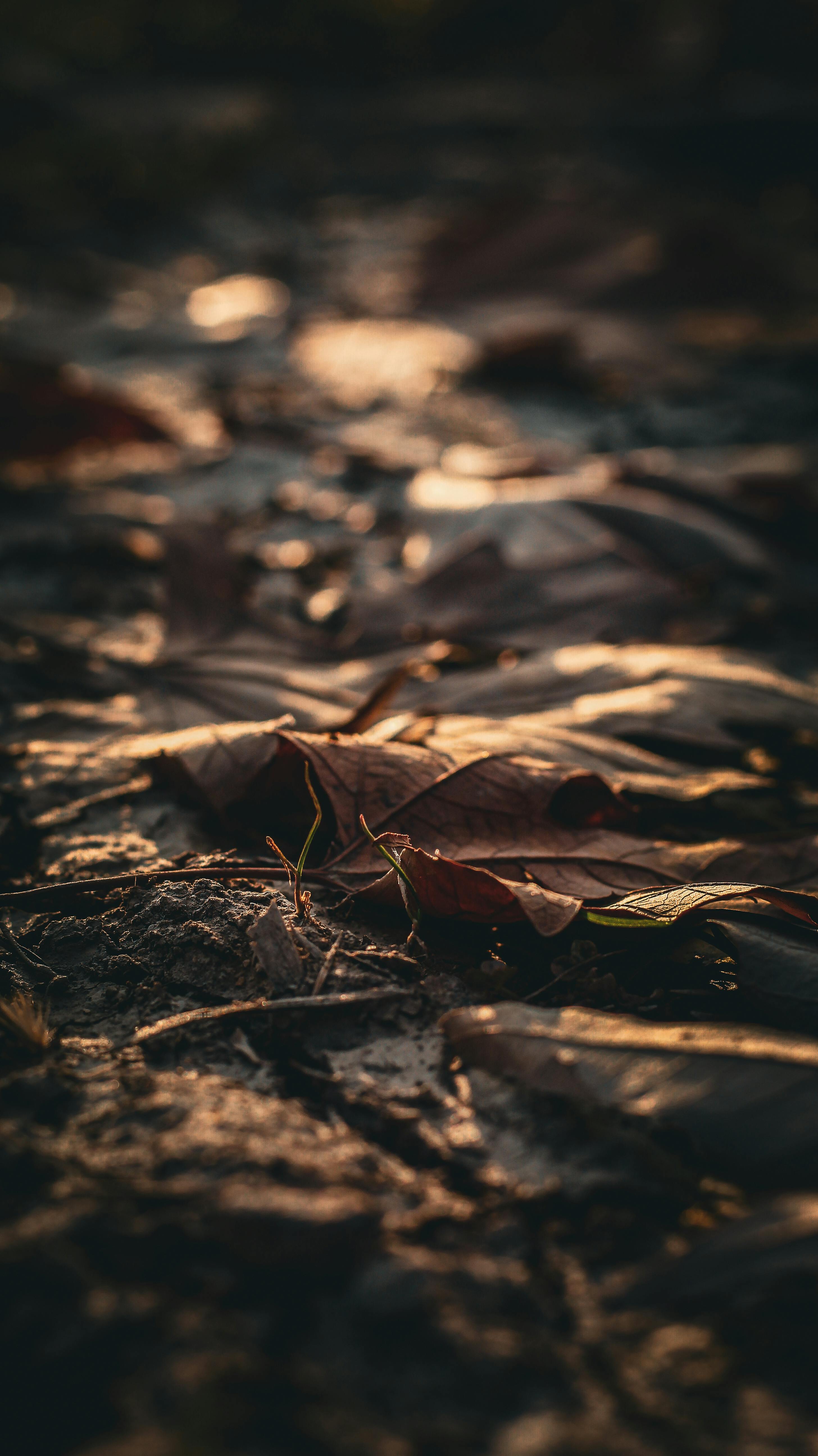 Leaves Lying Down under Tree · Free Stock Photo