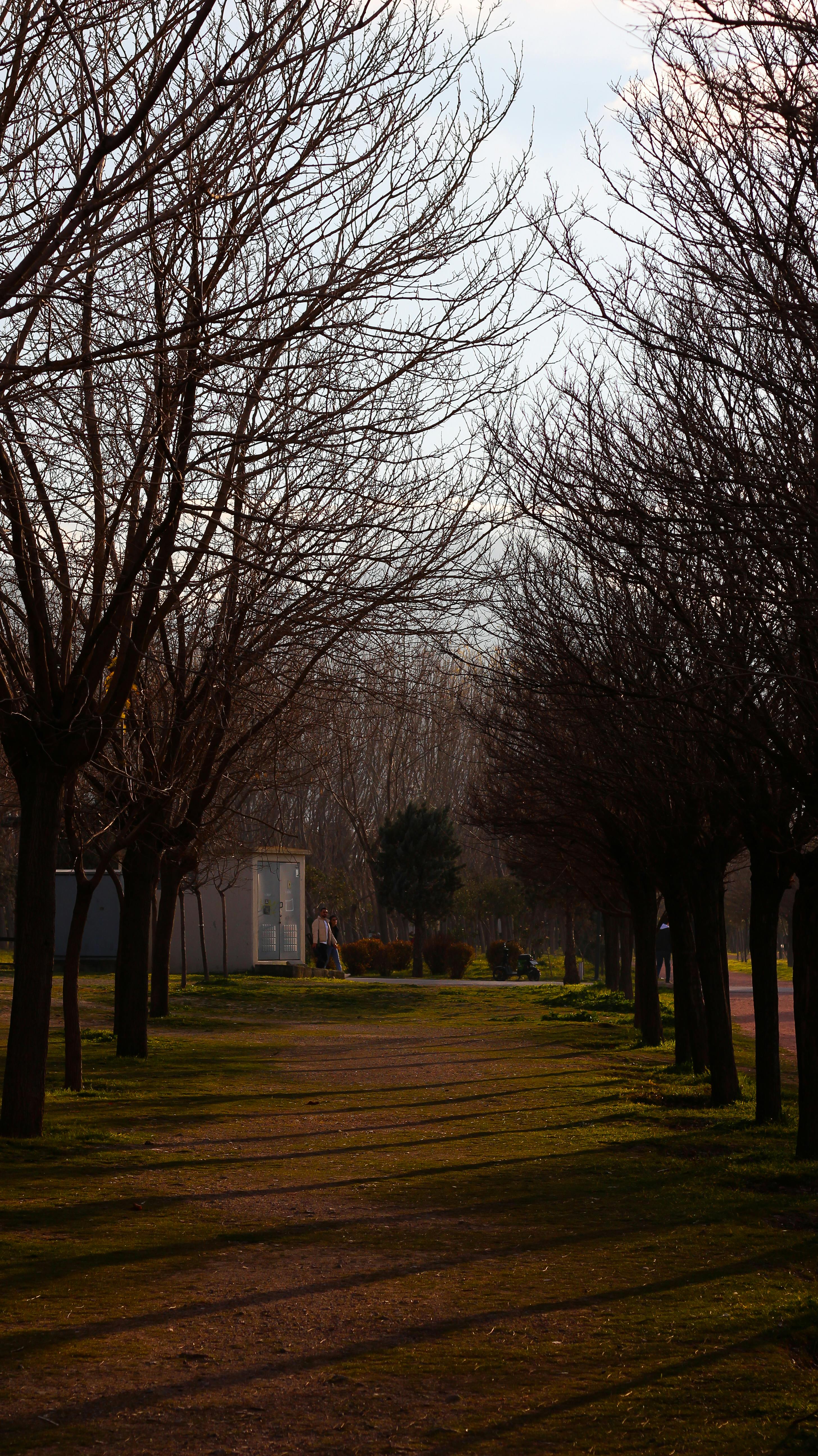 Empty Trees in a Park in Sunlight · Free Stock Photo